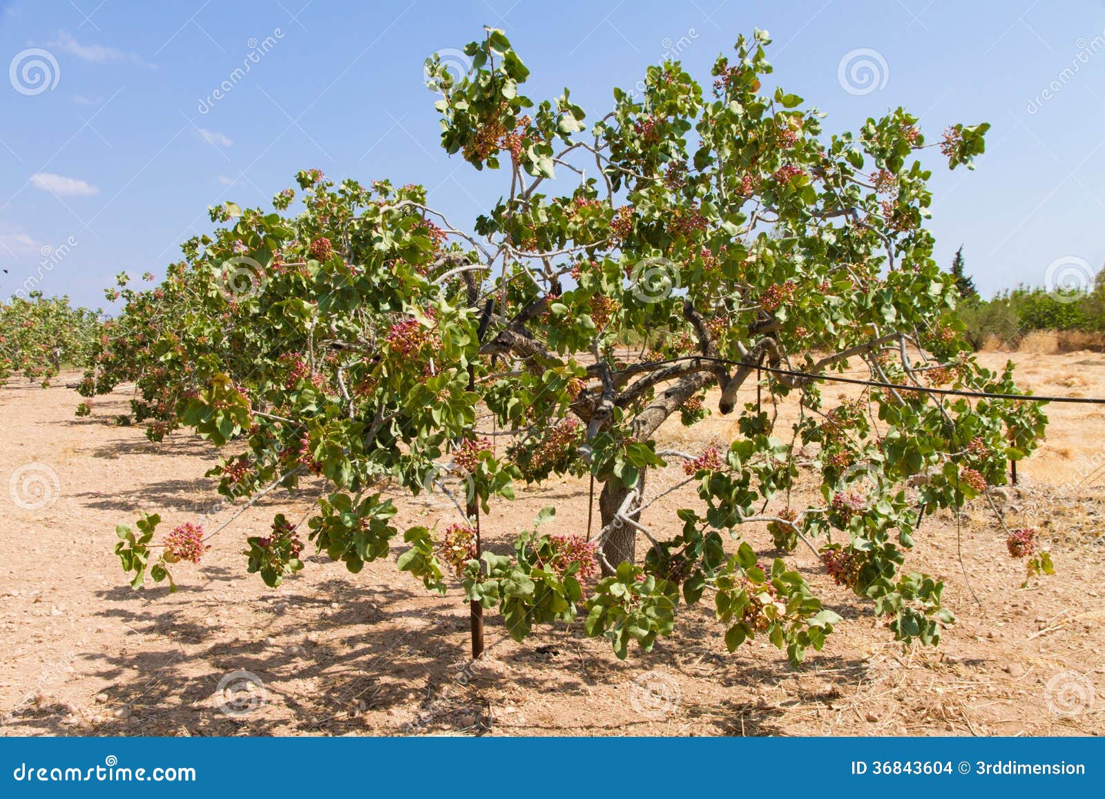 Pistachio tree stock photo. Image of greek, kernel, plantation - 36843604