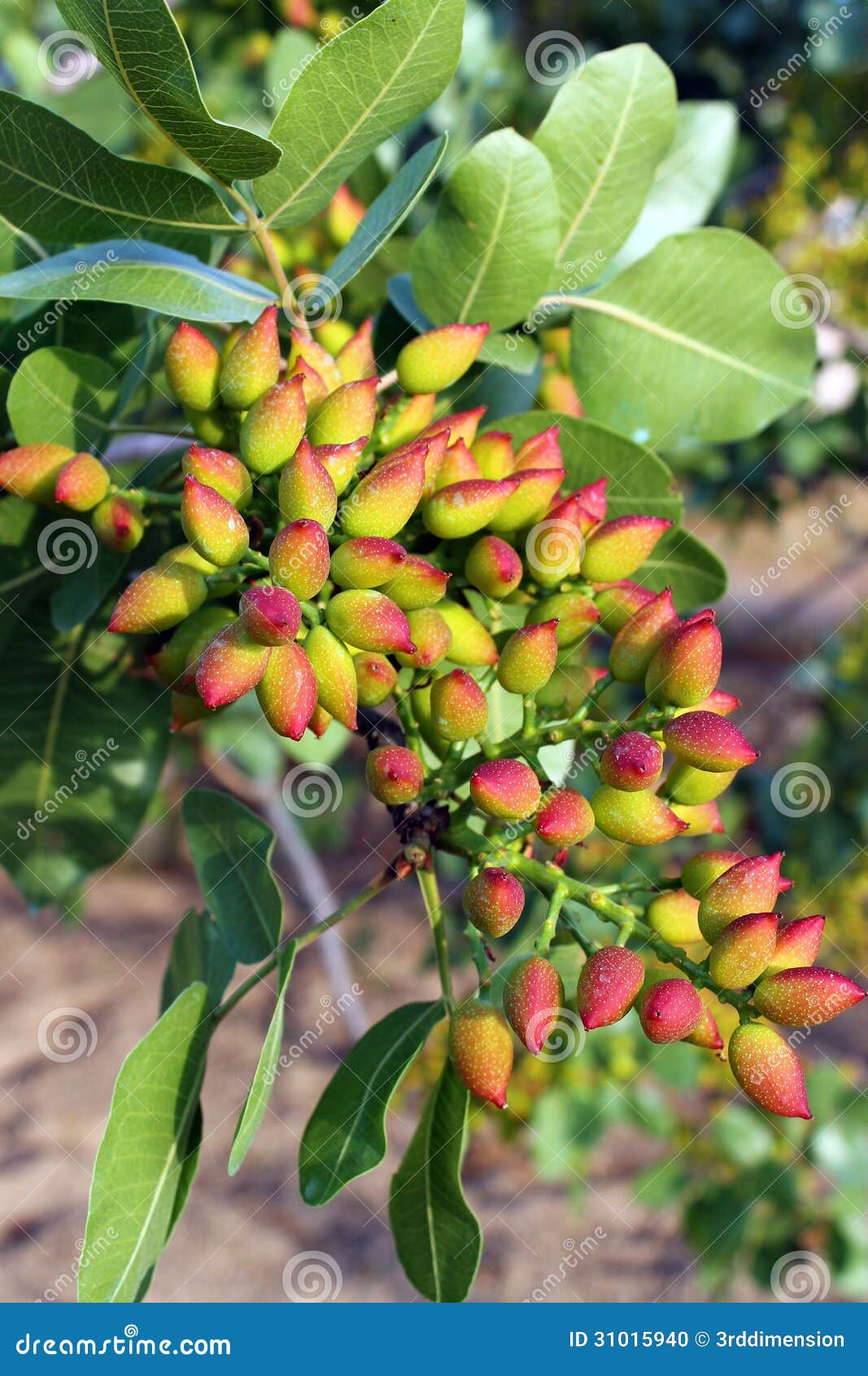 Pistachio Fruit
