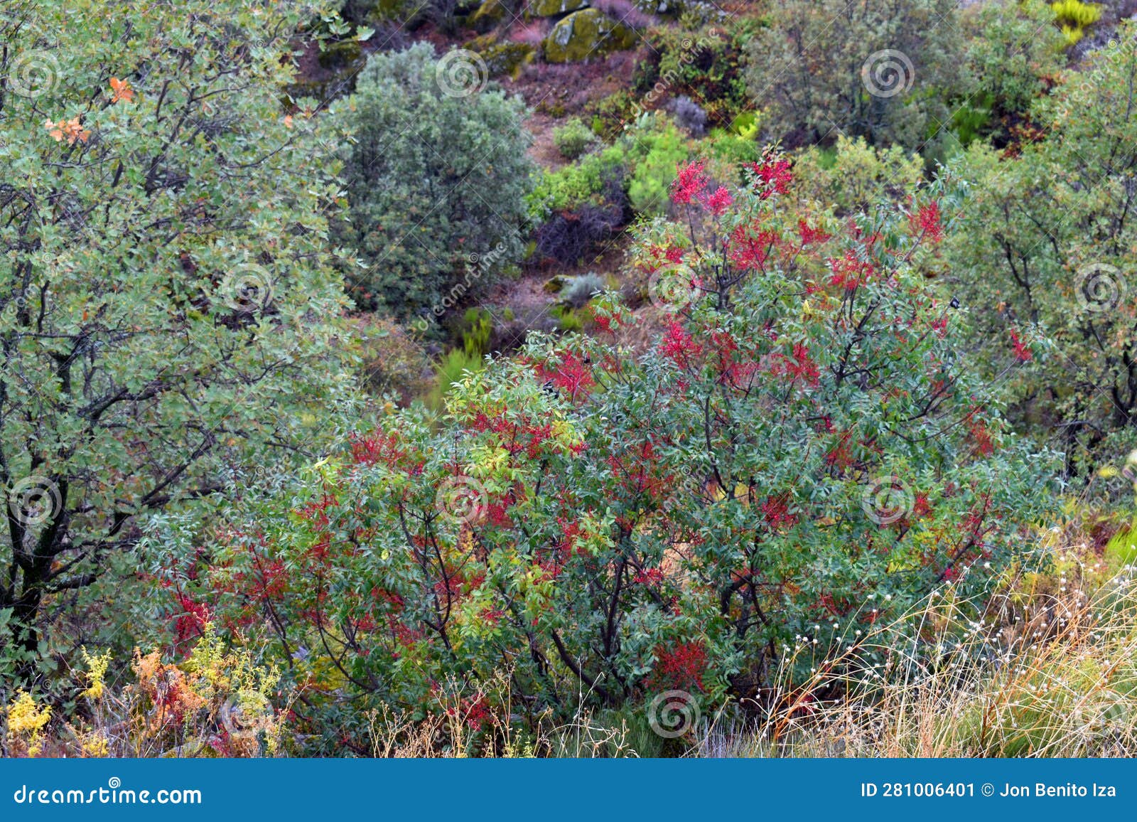 Pistacia Terebinthus, Also Called the Terebinth, with Fruits Stock ...