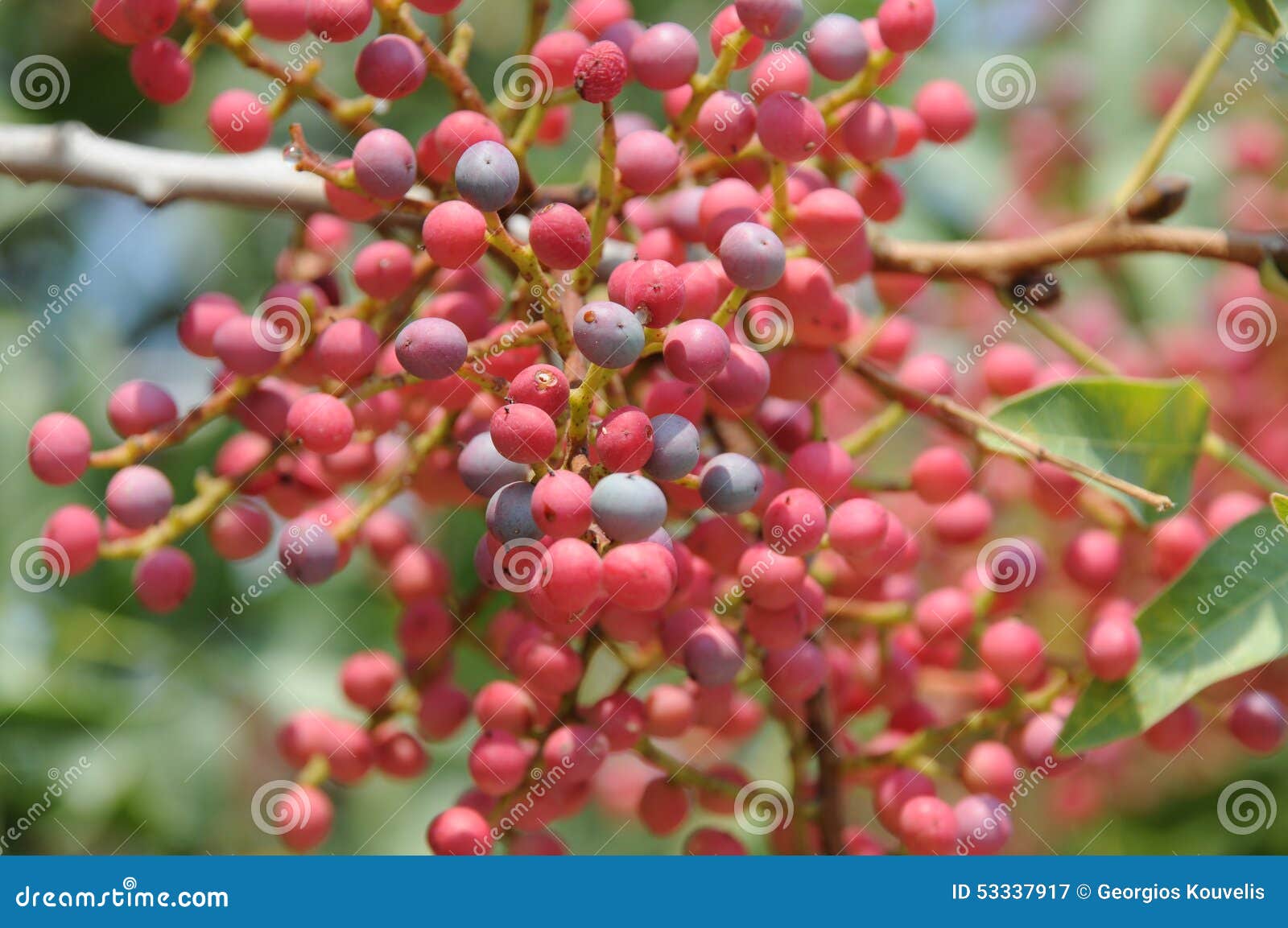 Pistacia Vera, the Fruit Arsenic Tree Stock Image - Image of turkey ...