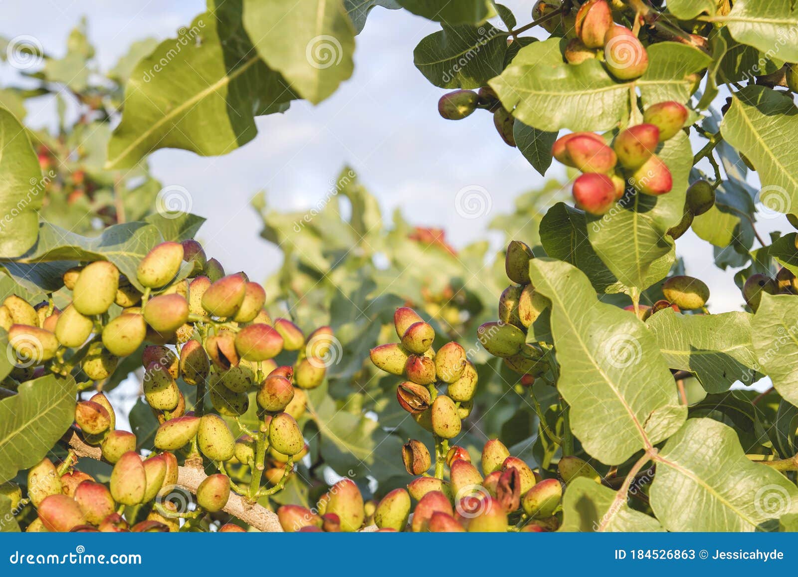 Pistacio Kernel Growing in a Cultivar Stock Image - Image of leafy ...