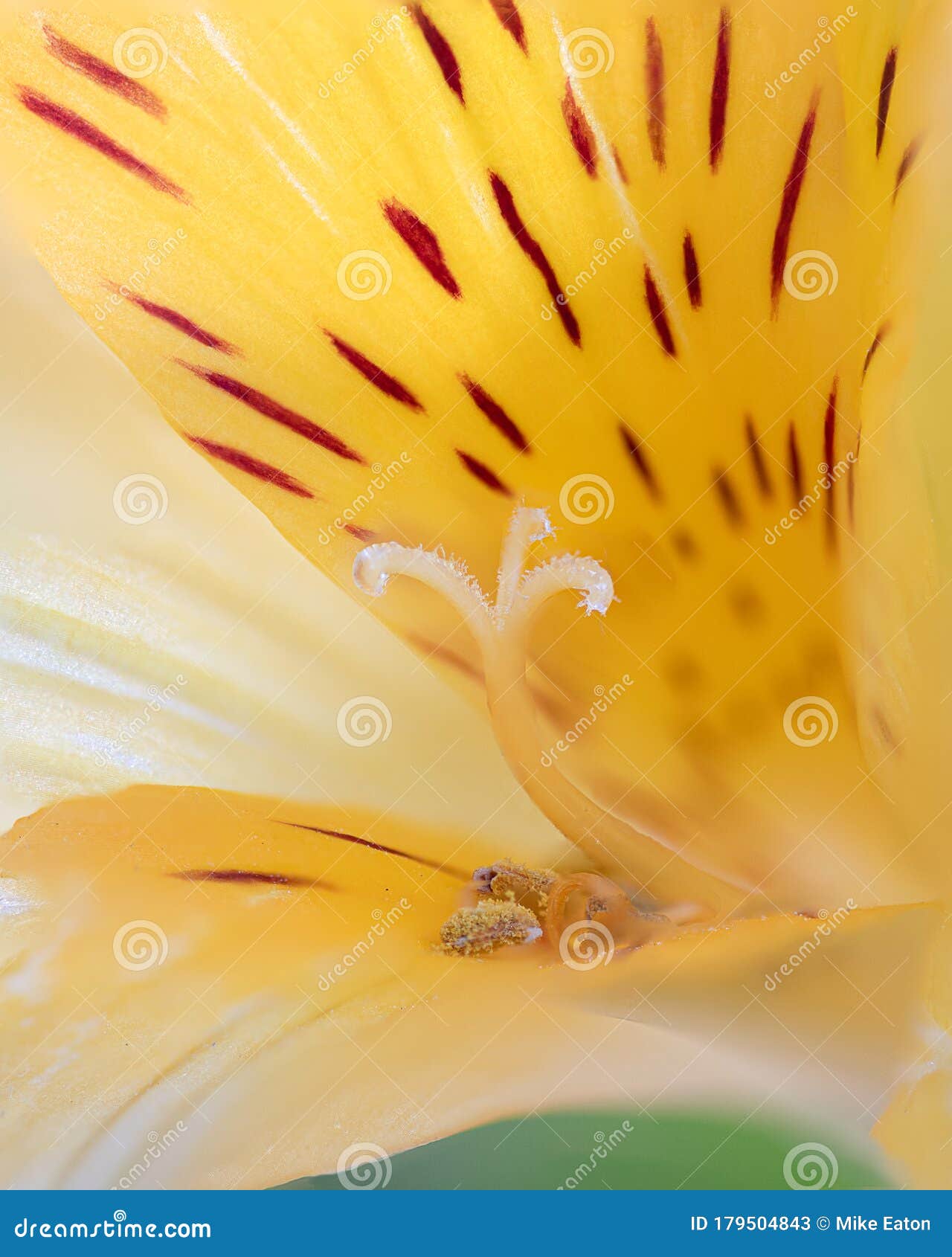 Pistel and Stamens of the Alstroemeria Stock Image - Image of macro ...