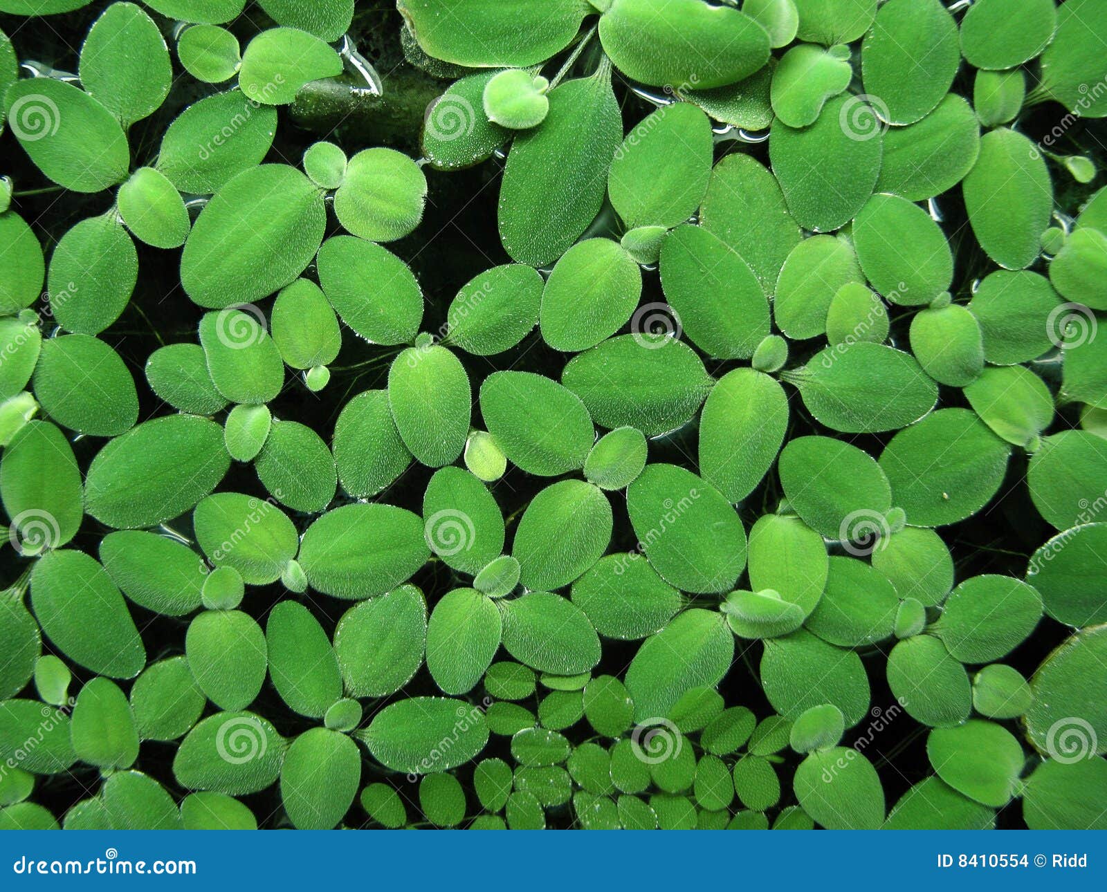 Pistia stratiotes stock photo. Image of green, grass, drop - 8410554