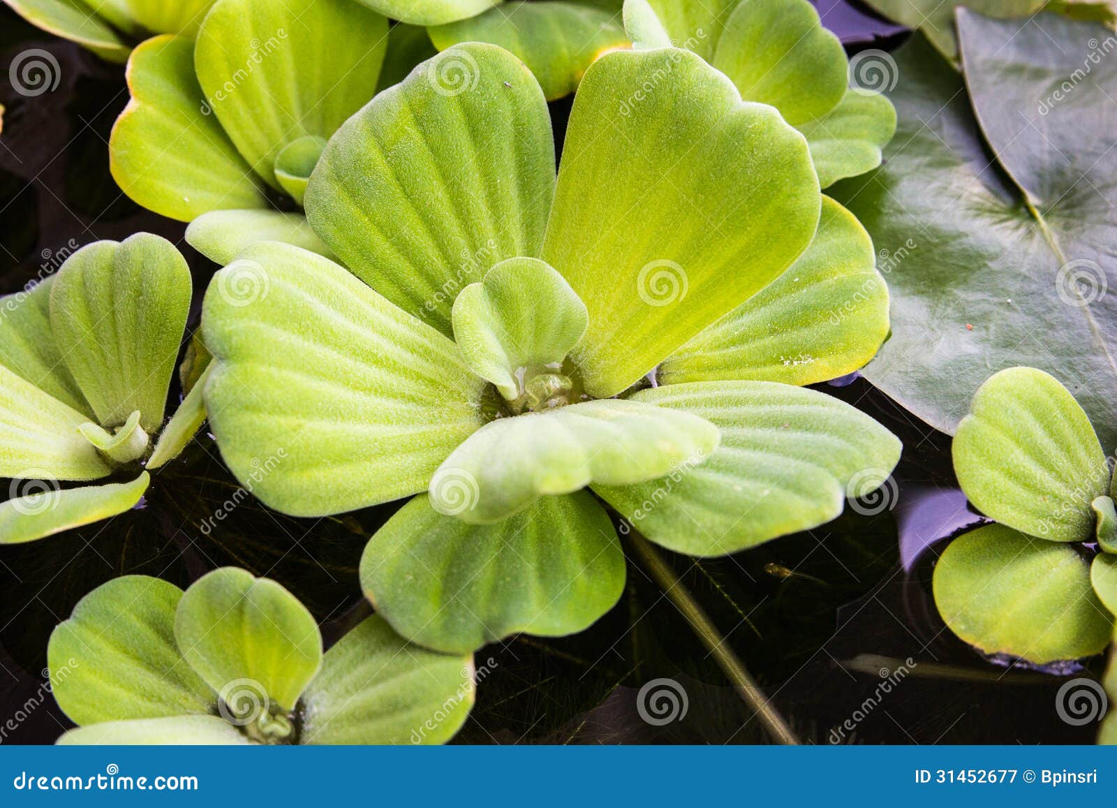 Pistia stratiotes stock image. Image of fish, nature - 31452677
