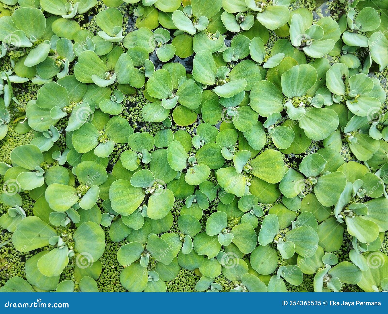 Water Cabbage In A Pond Stock Photo | CartoonDealer.com #221418444