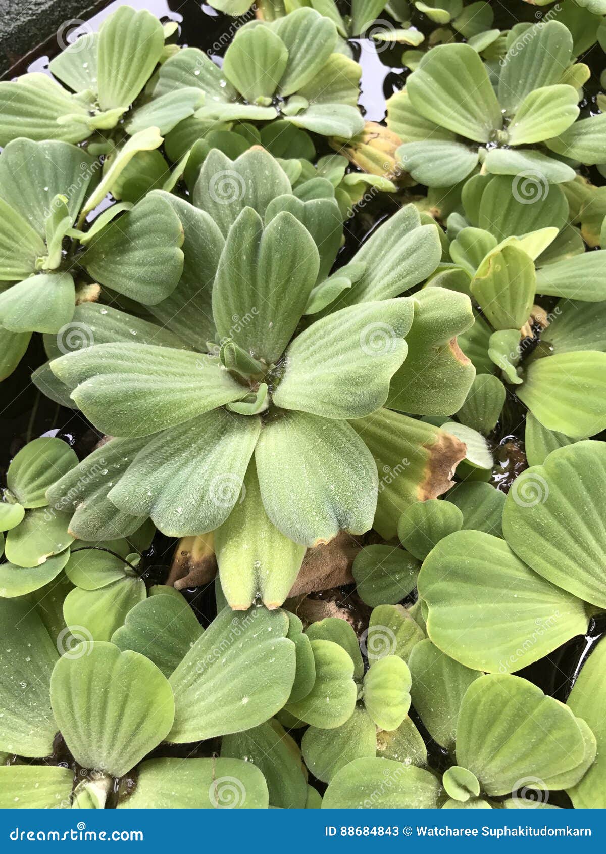 Pistia Stratiotes or Water Lettuce. Stock Image - Image of lettuce ...