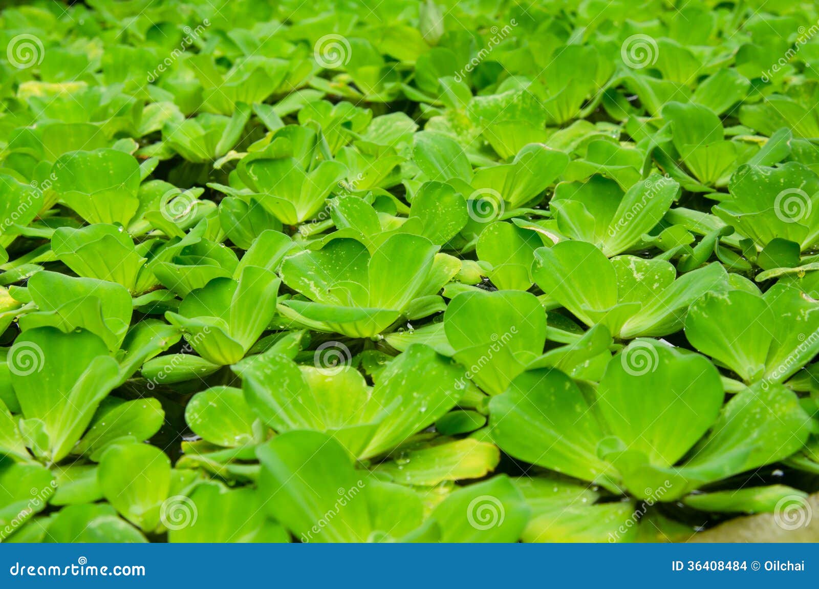 Pistia (Water cabbage) stock photo. Image of funchal - 36408484