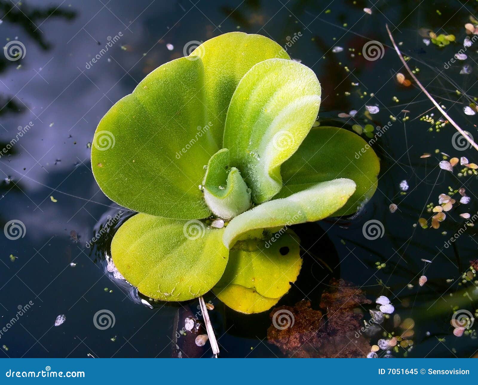 Pistia Water Plant stock image. Image of dark, reflection - 7051645