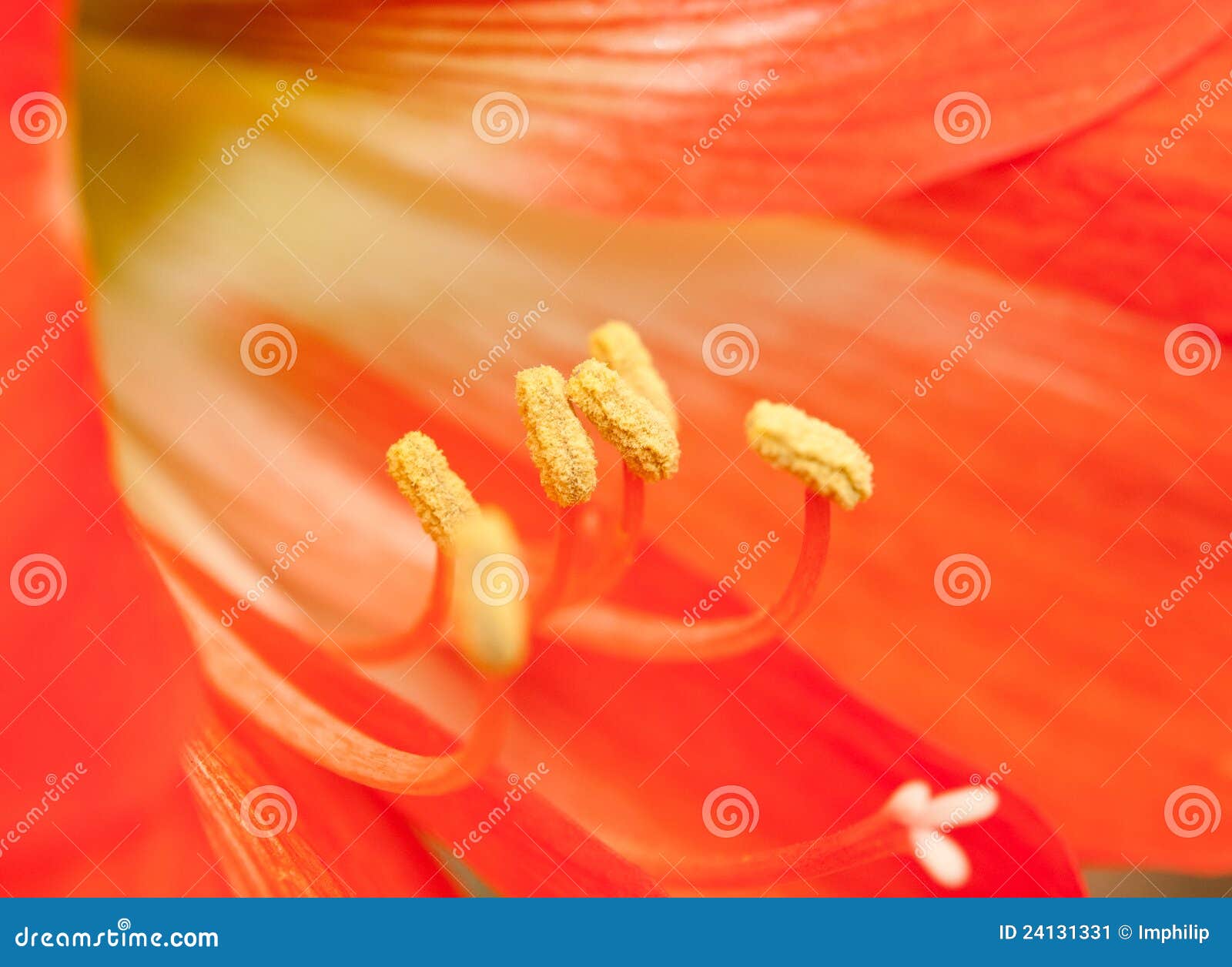 Pistil stock image. Image of flora, beauty, fragrant - 24131331