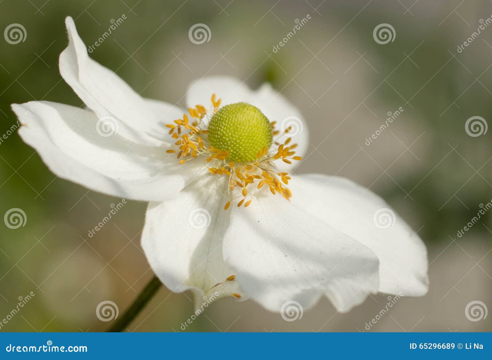 Pistil immagine stock. Immagine di colore, fioritura - 65296689