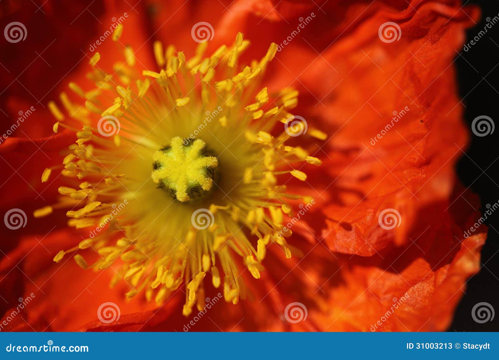 Pistil stock image. Image of yellow, plant, texture, filament - 31003213