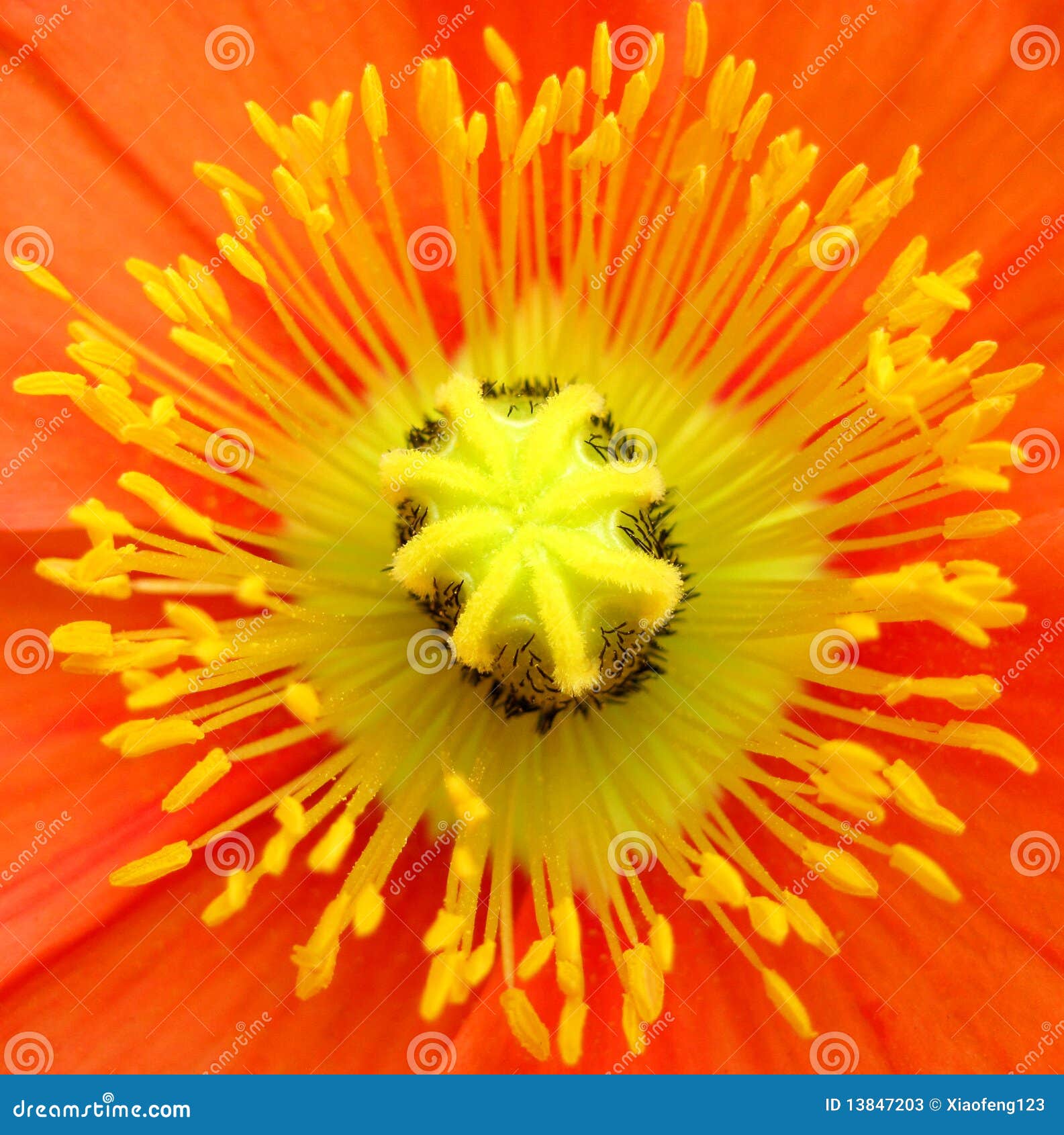 Pistil details stock image. Image of detail, spring, view - 13847203