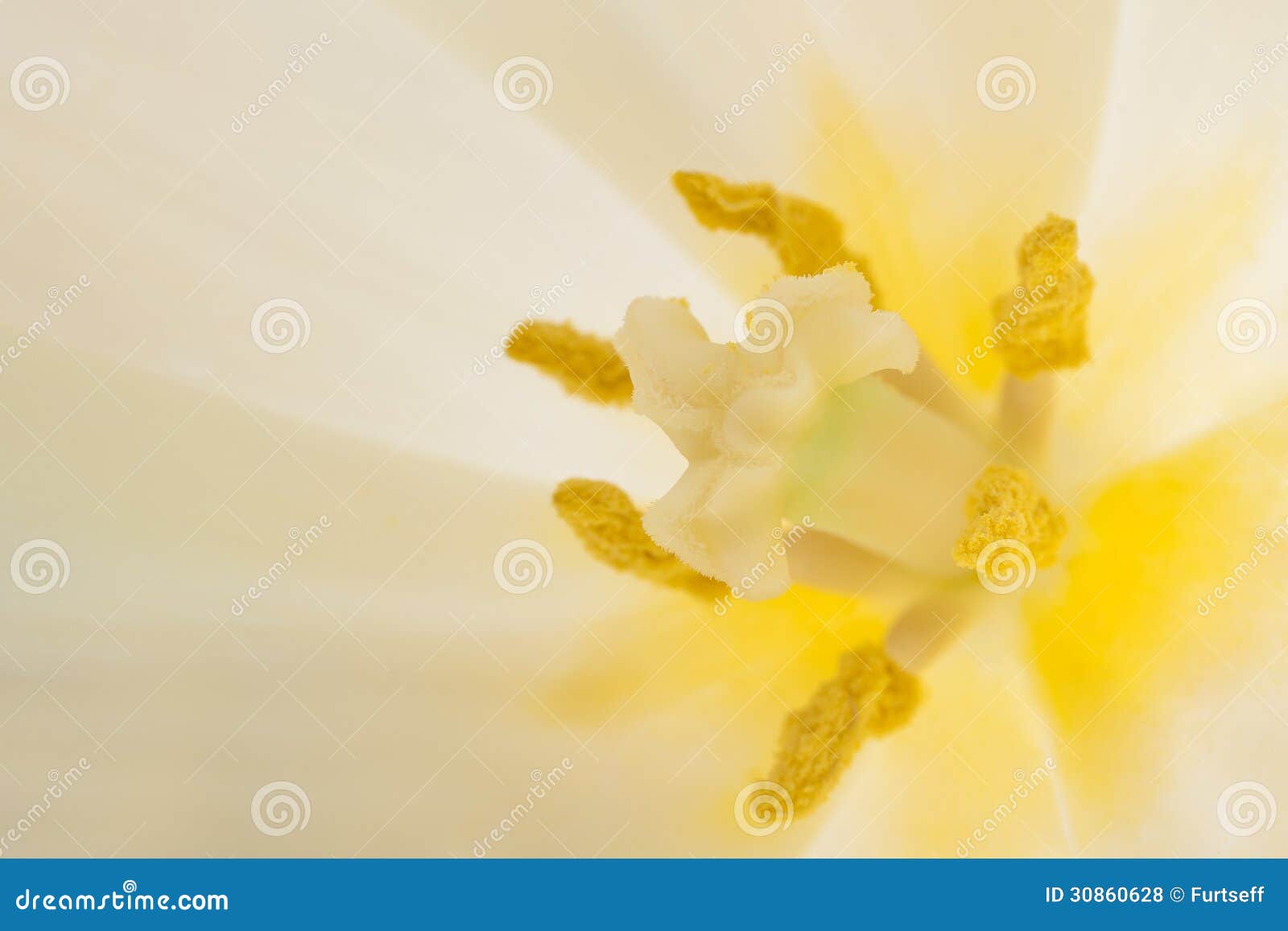 Pistil of a flower stock photo. Image of macro, single - 30860628