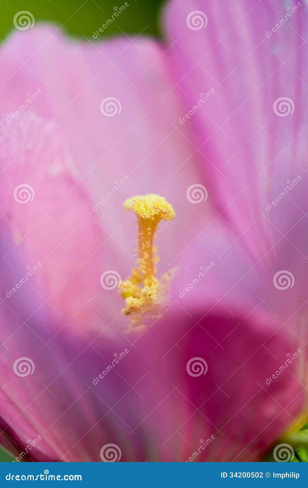 Pistil in a flower stock photo. Image of head, macro - 34200502