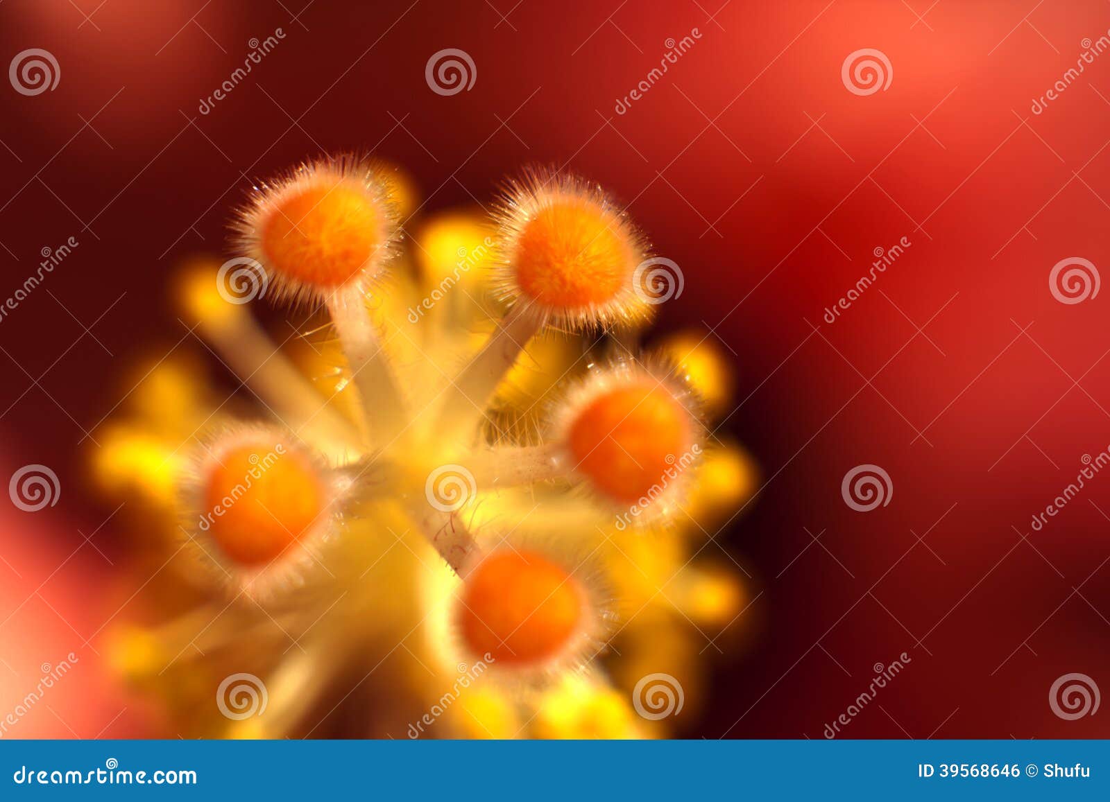 Pistil of a flower stock photo. Image of plant, detail - 39568646