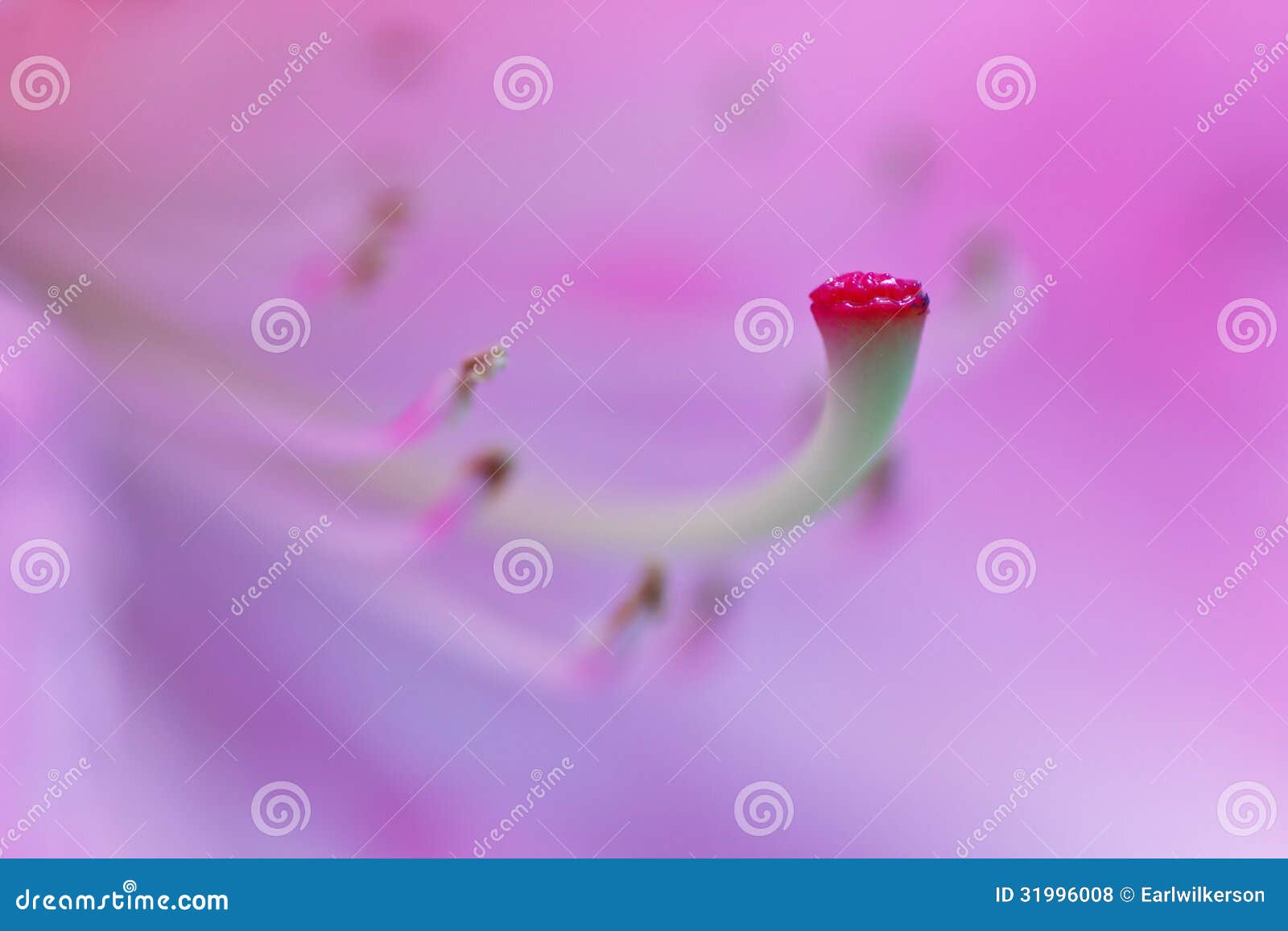Pistil of Flower stock photo. Image of flower, vibrant - 31996008