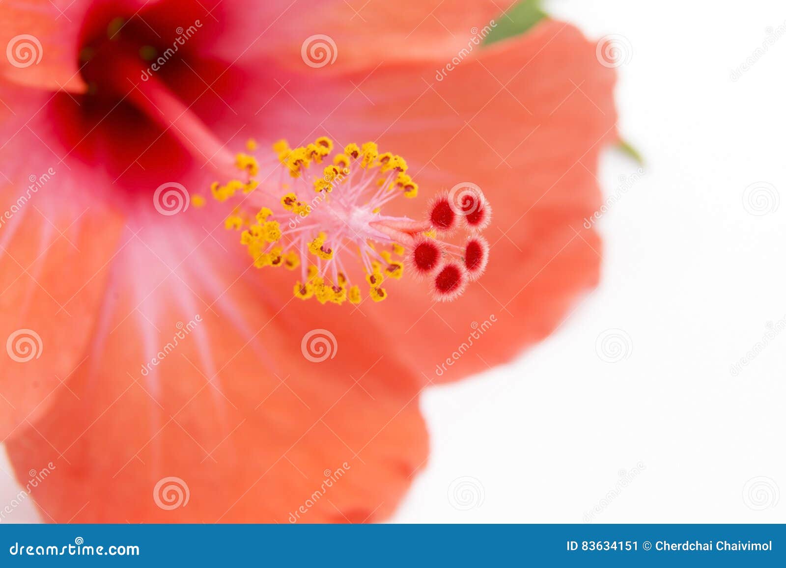 Pistil of a Hibiscus on White Background Stock Image - Image of color ...
