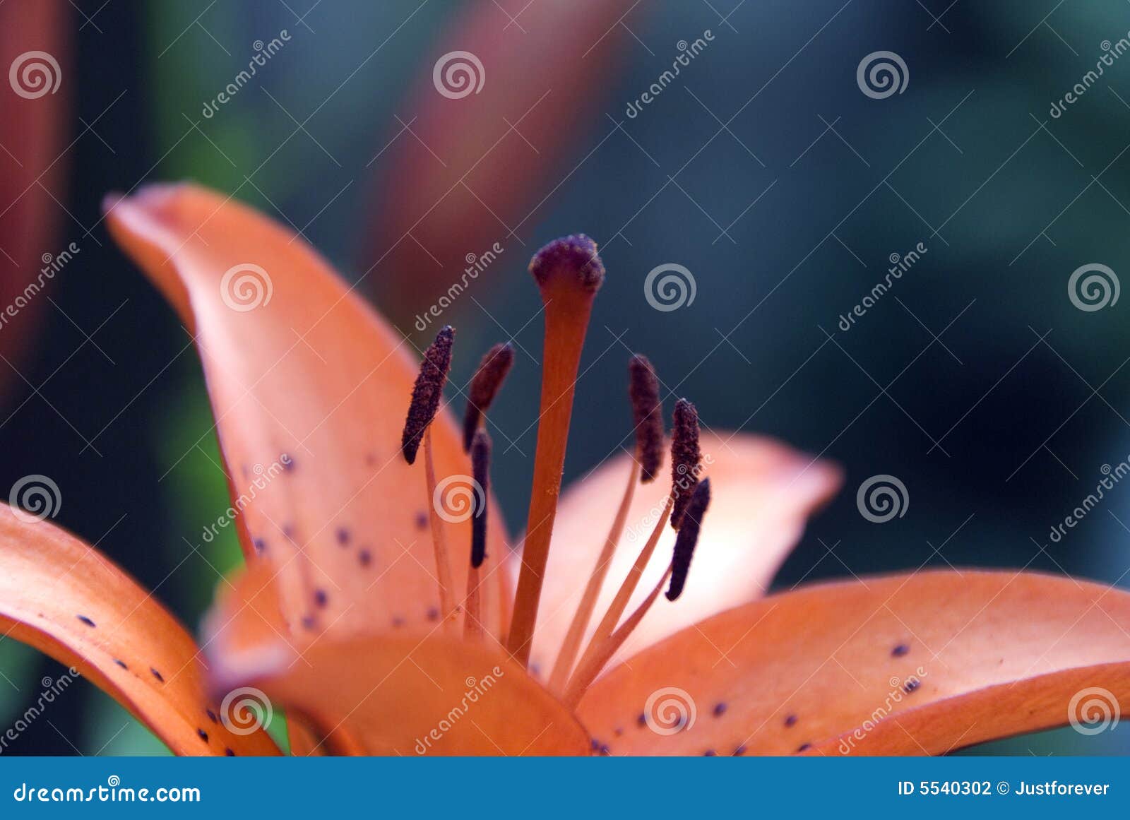 Pistil and stamens stock photo. Image of ceremony, color - 5540302