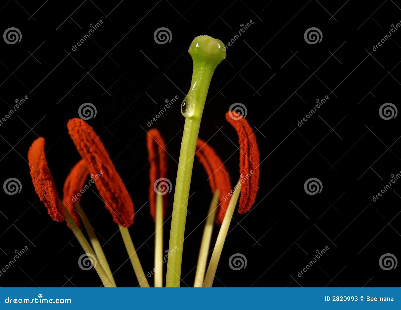 Pistil And Stamens Of A Flower Royalty-Free Stock Photo | CartoonDealer ...