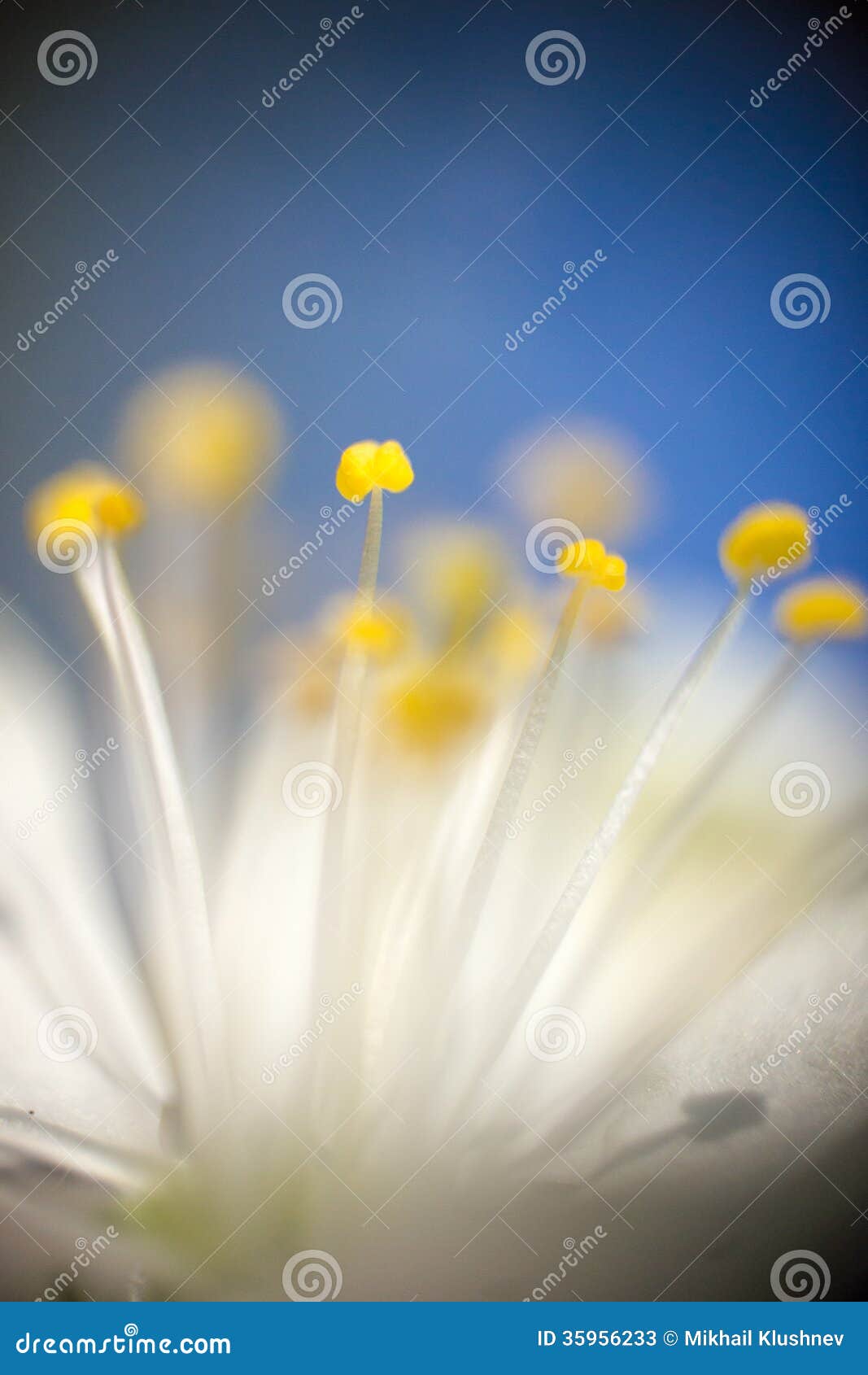 Pistillo del fiore. immagine stock. Immagine di macro - 35956233