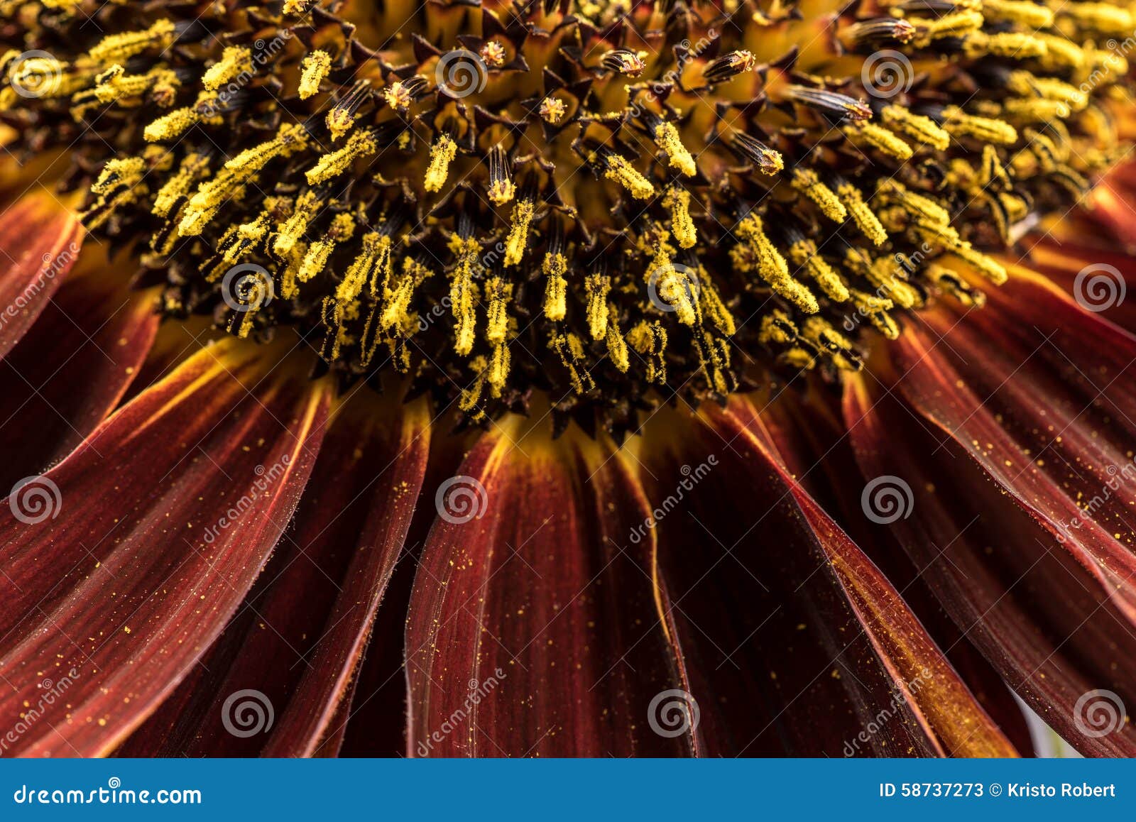 Pistillo del girasole immagine stock. Immagine di macro - 58737273