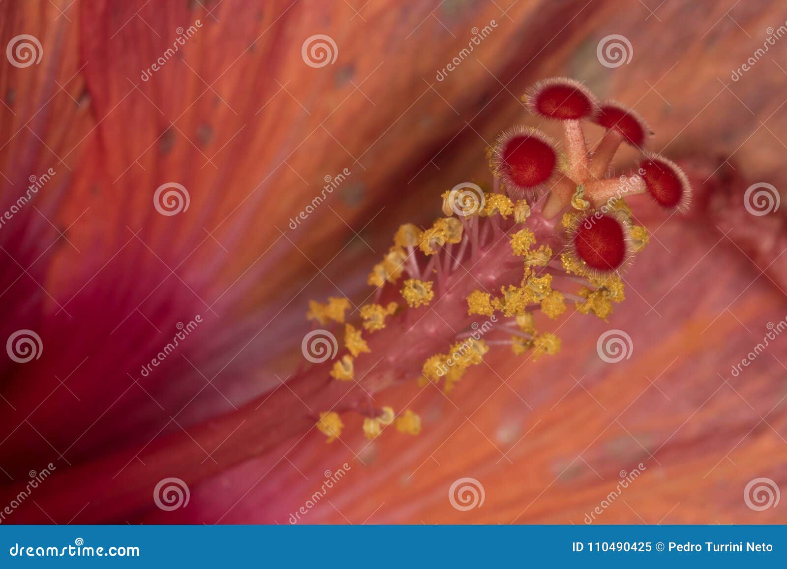 Pistillo E Marchio Di Infamia Del Fiore Dell'ibisco Immagine Stock ...