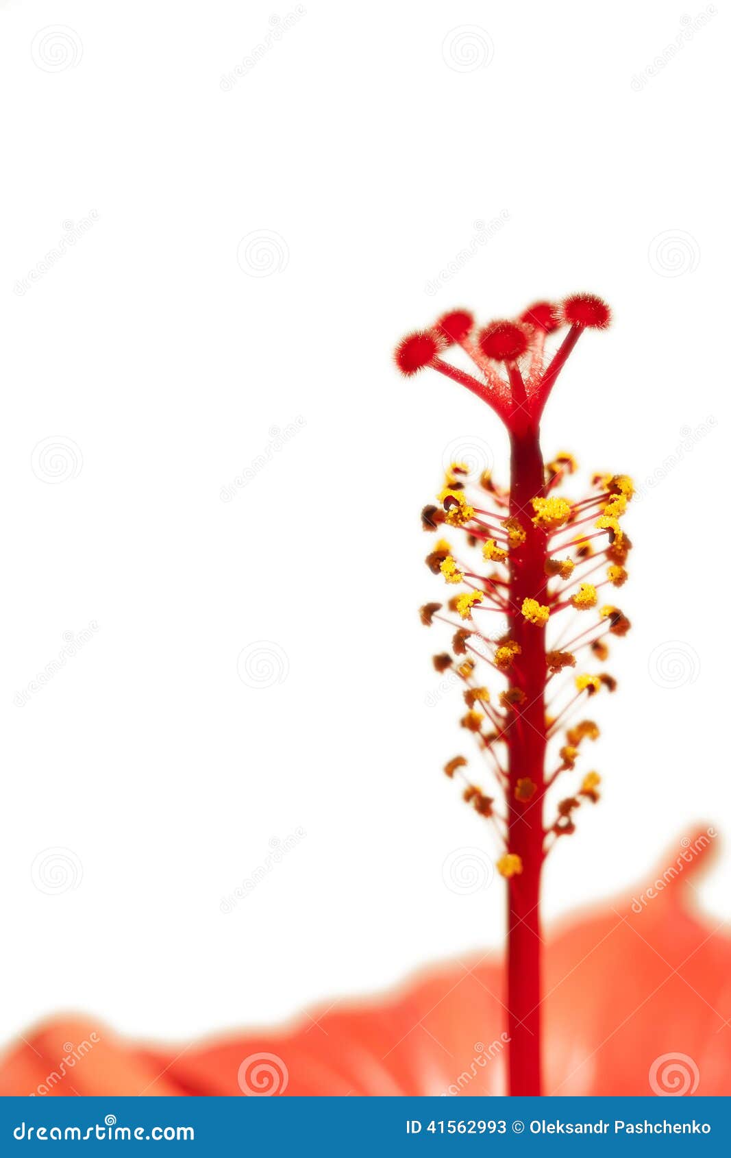 Pistillo e polline immagine stock. Immagine di sempreverde - 41562993