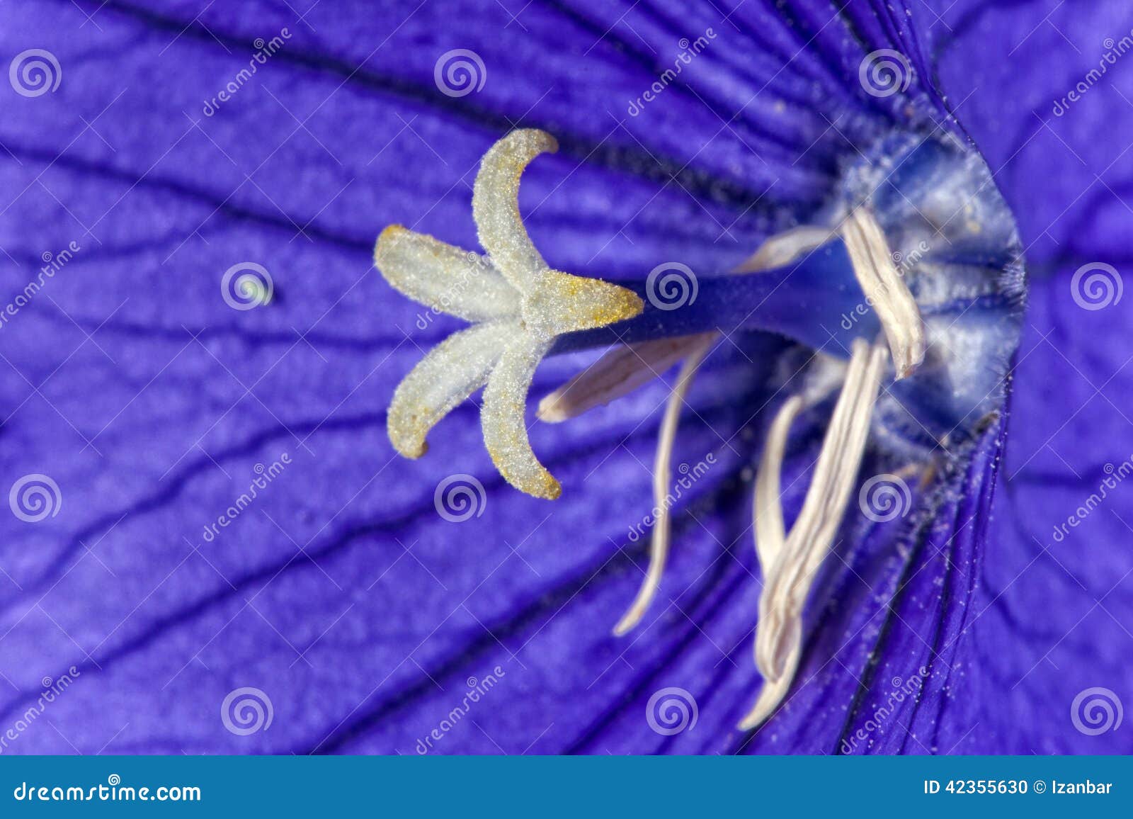 Pistillo Viola Di Bianco Del Fiore Fotografia Stock - Immagine di ...