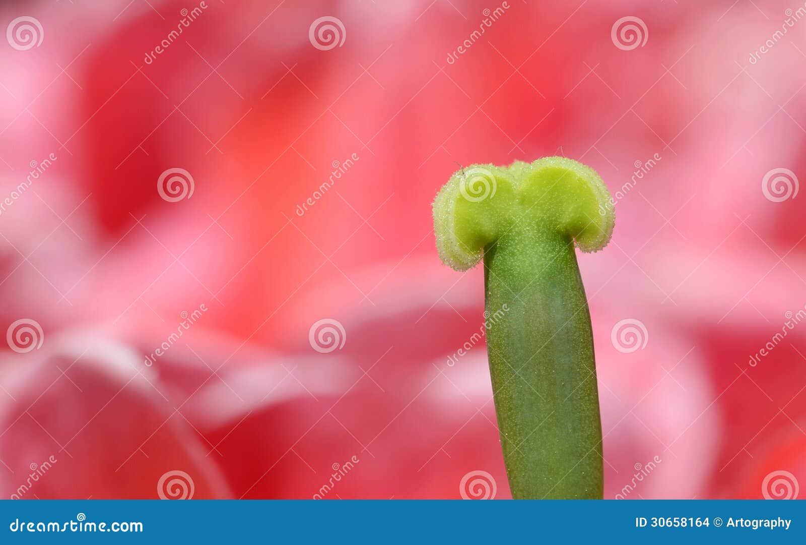 Pistilo foto de archivo. Imagen de micro, rosa, color - 30658164