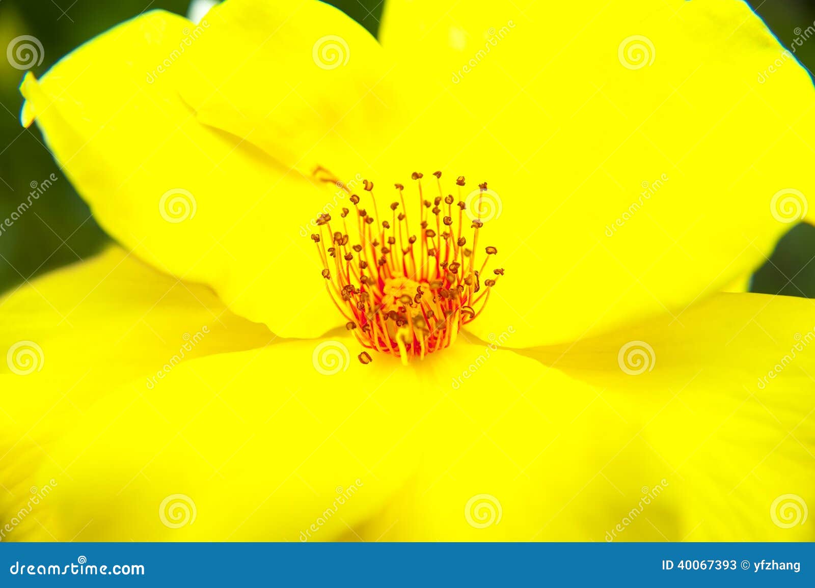 Pistilo Amarillo Del Estambre De La Flor Imagen de archivo - Imagen de ...