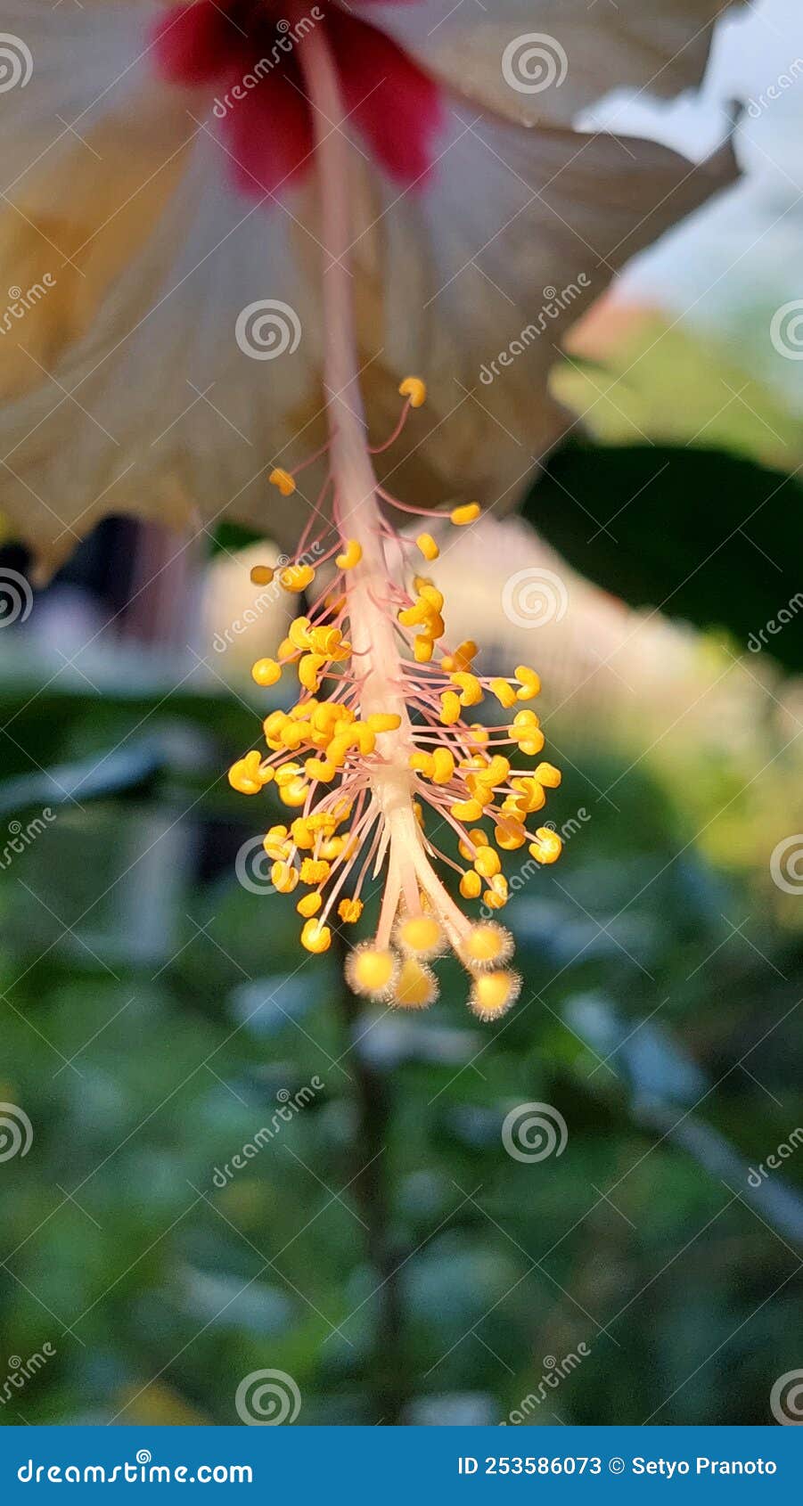 Pistilo De Flor Amarillo De Nueva Flor Imagen de archivo - Imagen de ...