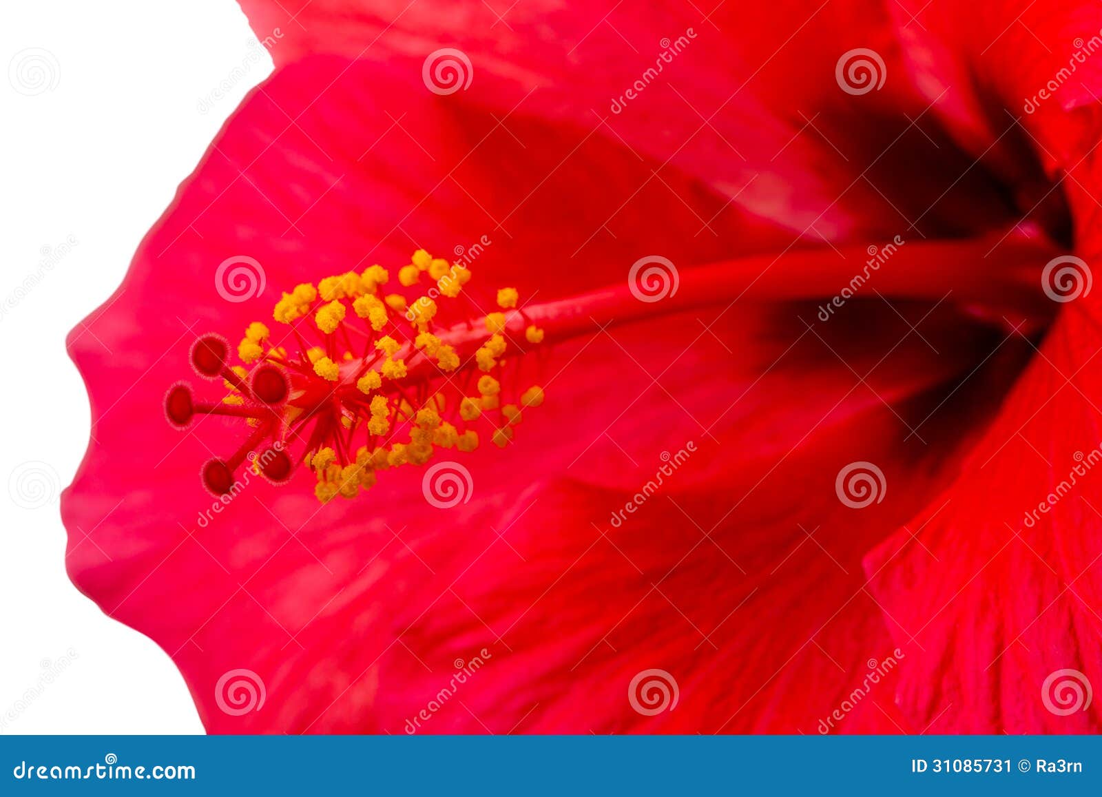 Pistilo De La Flor Del Hibisco Imagen de archivo - Imagen: 31085731