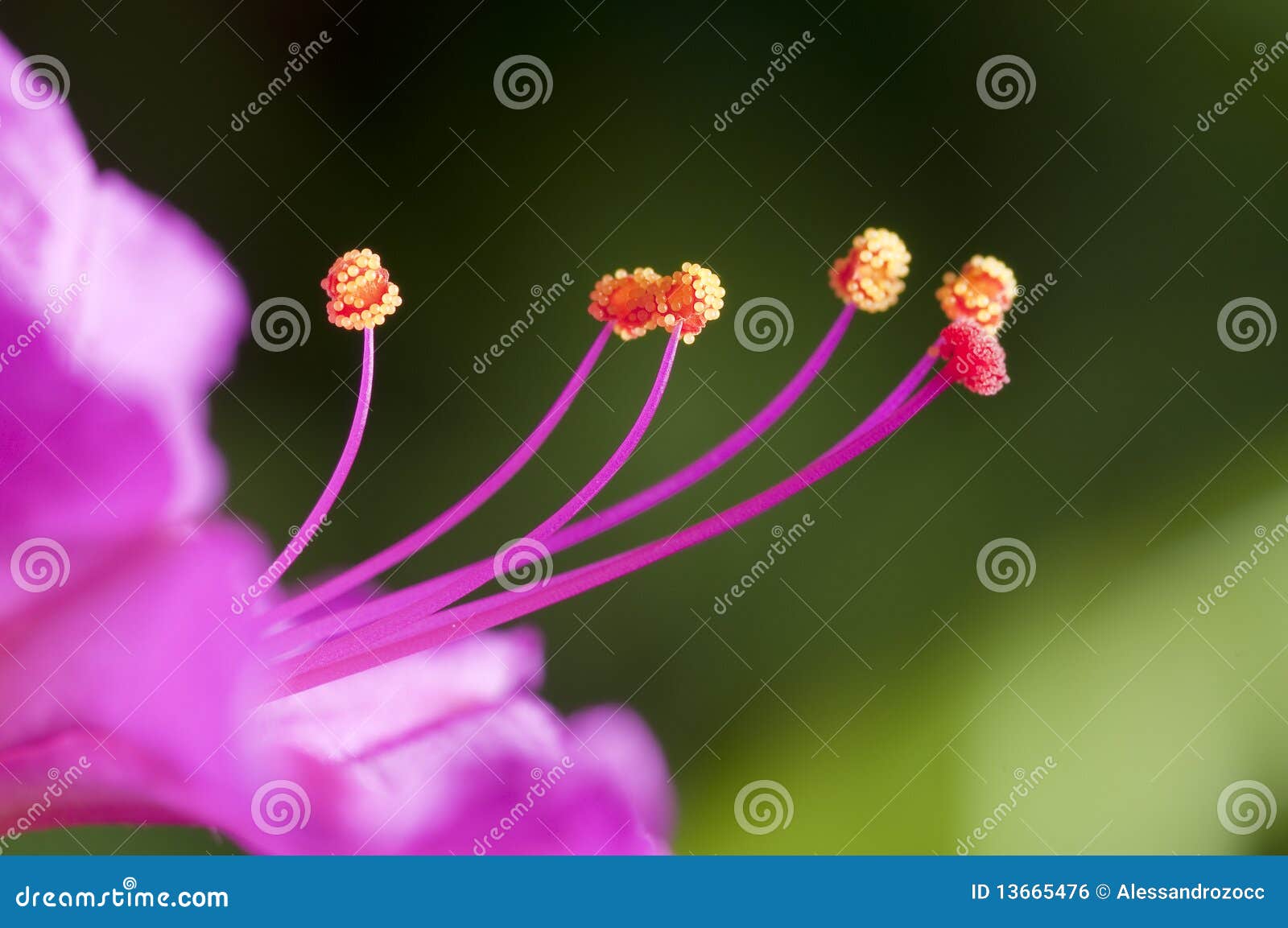 Pistils photo stock. Image du pétale, fleur, europe, pistil - 13665476