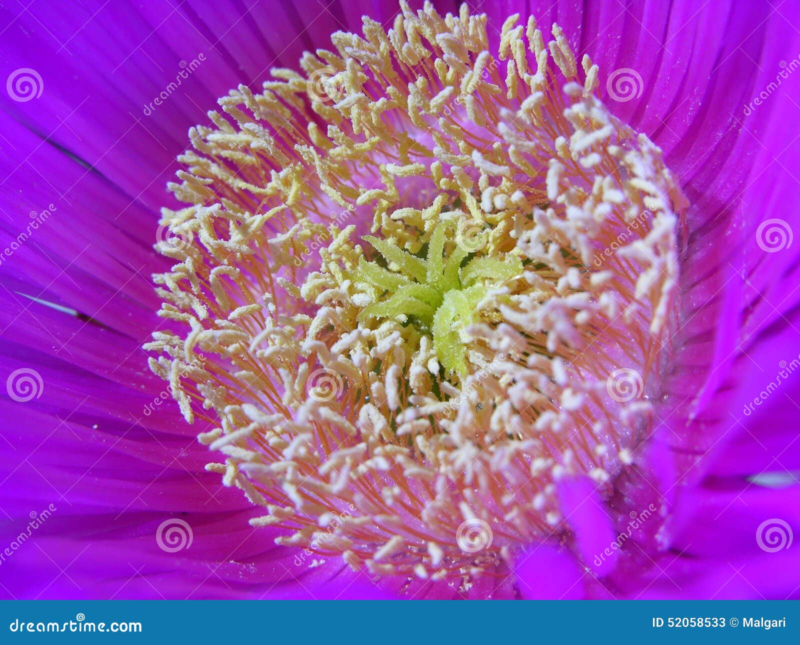 Pistils of a flower stock image. Image of collect, food - 52058533