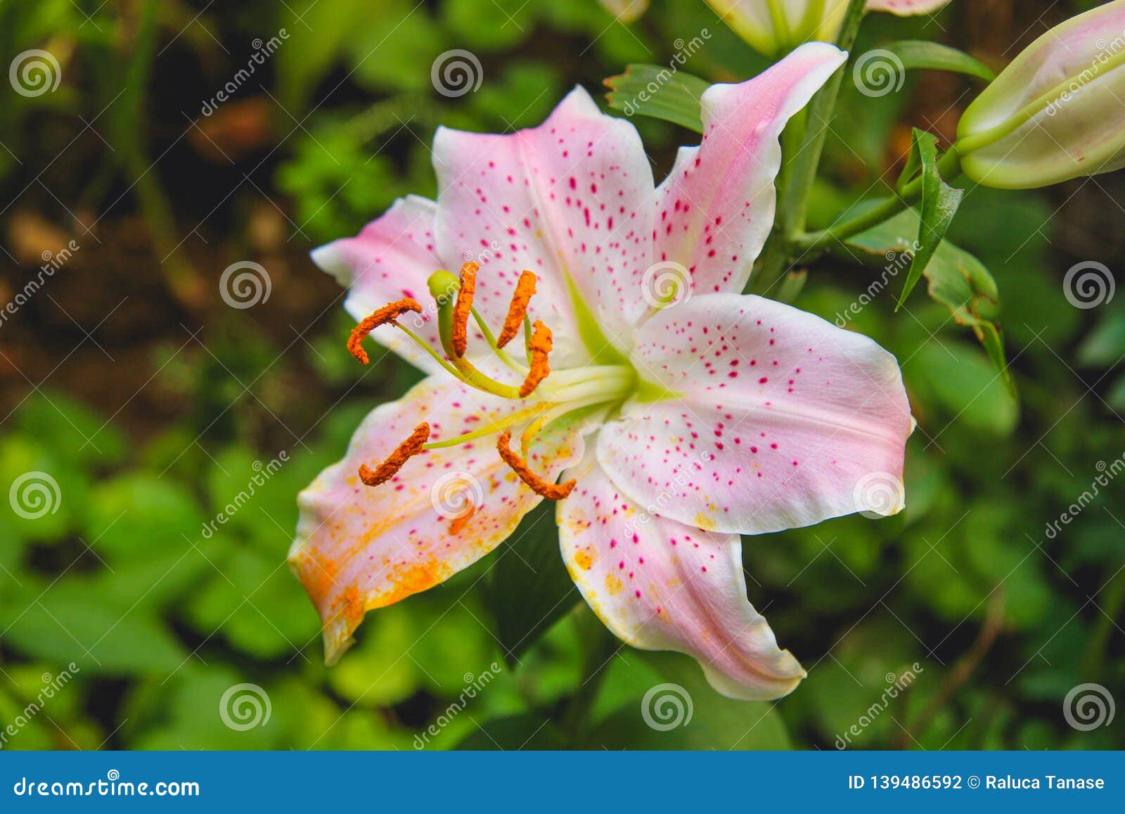 Piston Cup lily stock photo. Image of white, pestle - 139486592