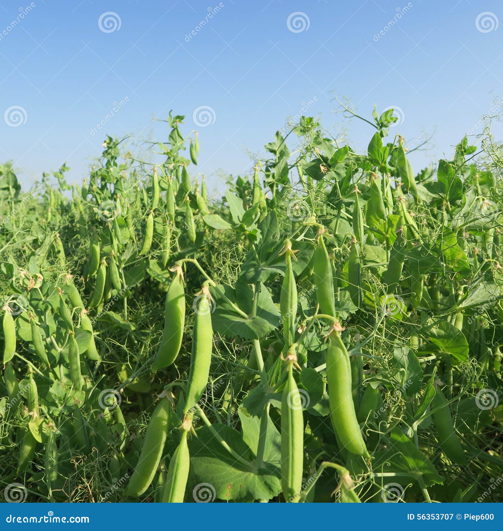 Pisum sativum stock image. Image of green, cultivated - 56353707