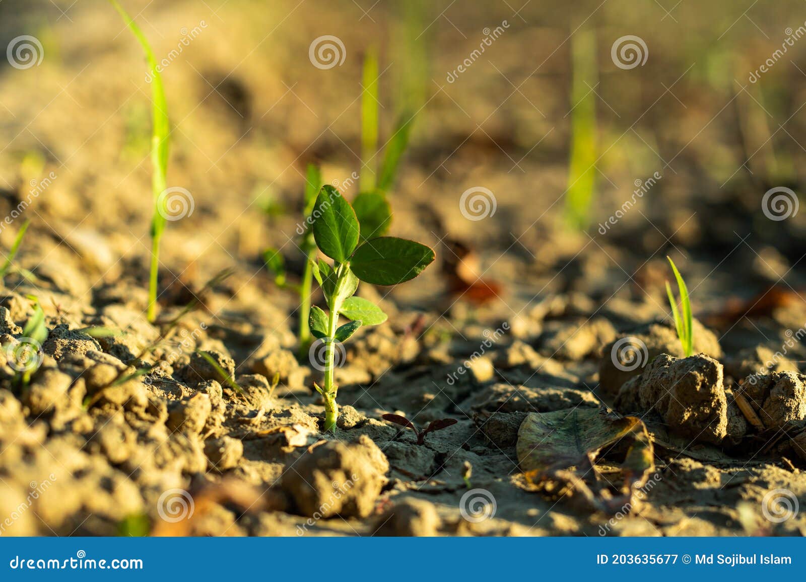 Pisum Sativum or Pea is a Small Spherical Seed or a Vegetable Stock ...