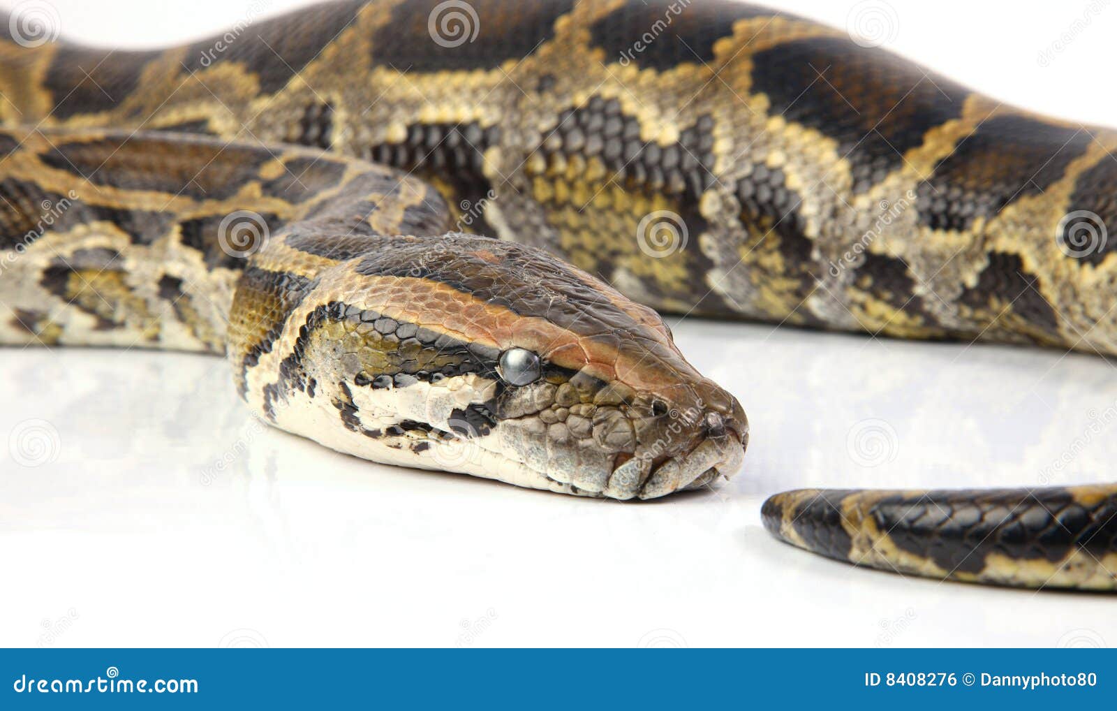 Pitón foto de archivo. Imagen de animal, escalas, constrictor - 8408276