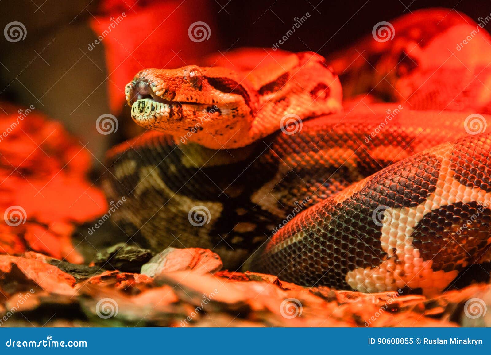 Pitón De La Serpiente Bajo Luz Roja Imagen de archivo - Imagen de ...