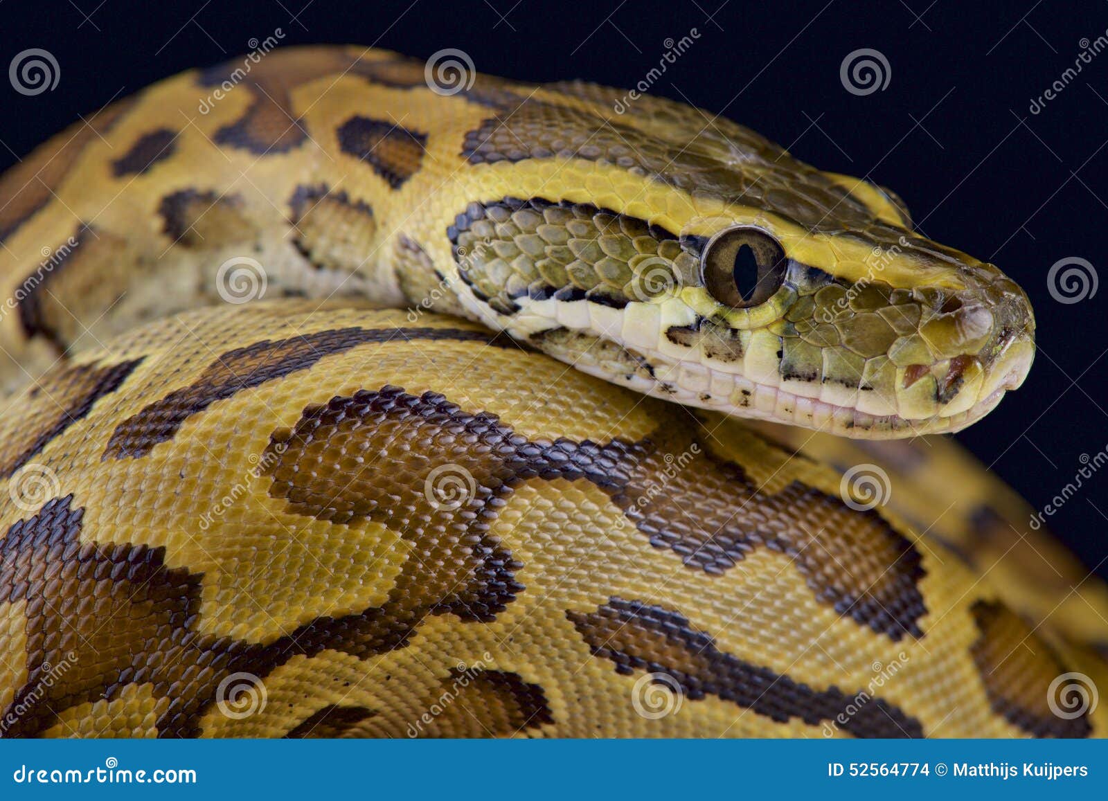 Pitón De Roca Africano (sebae De Python) Foto de archivo - Imagen de ...