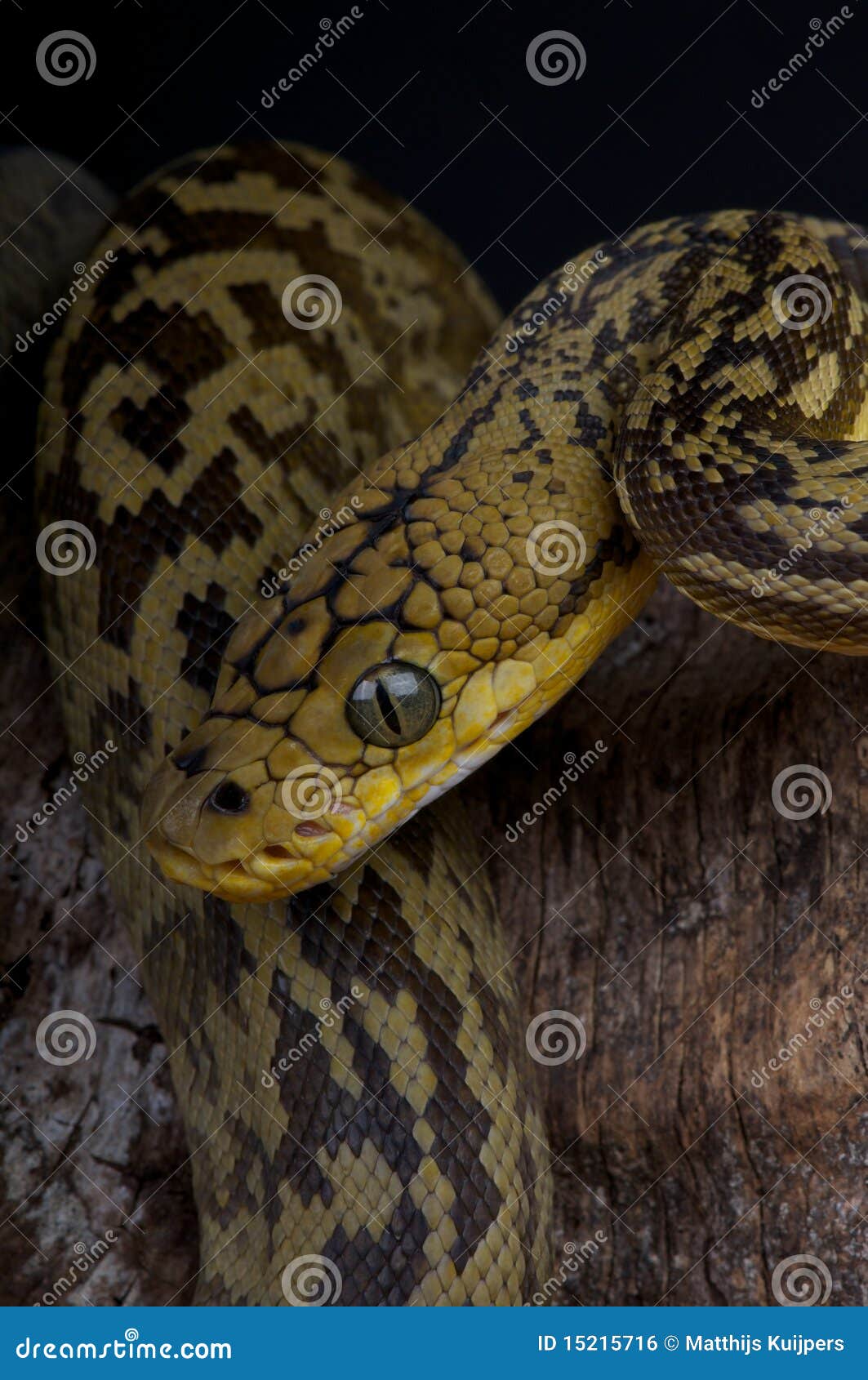 Pitón de Timor foto de archivo. Imagen de reptil, despredador - 15215716