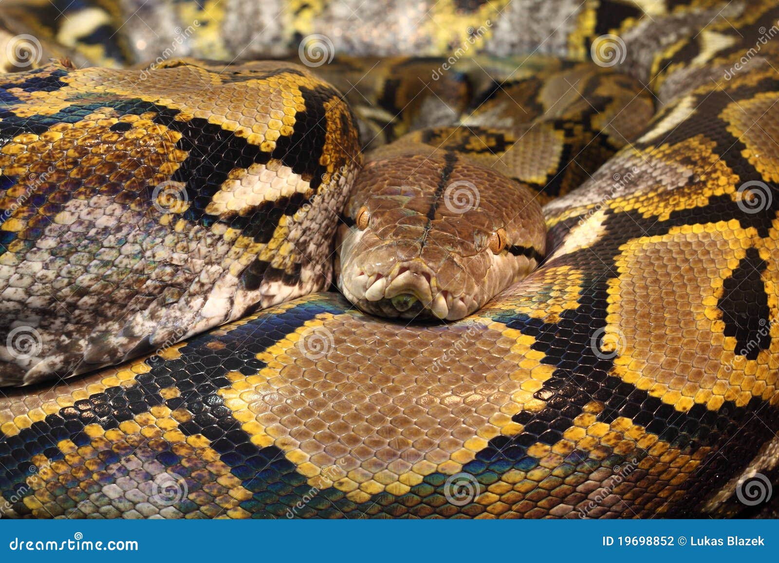 Pitón reticulado foto de archivo. Imagen de serpiente - 19698852