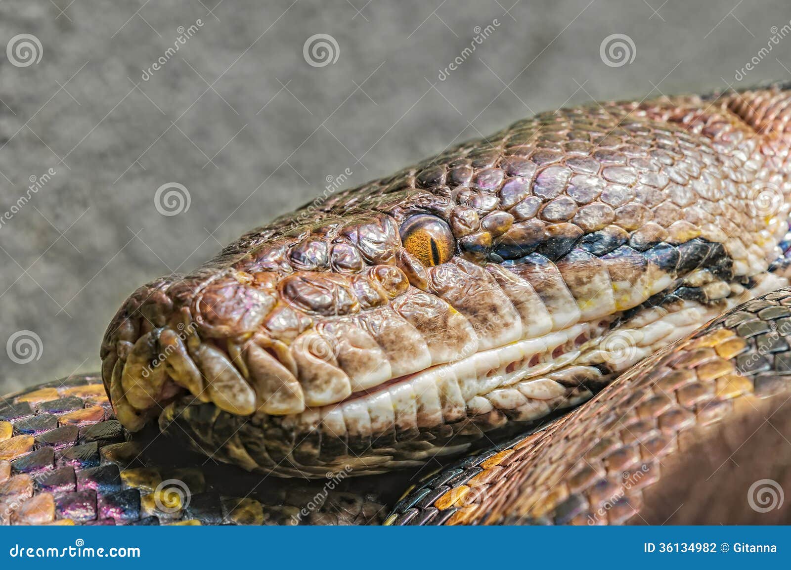 Pitón reticulado foto de archivo. Imagen de serpiente - 36134982