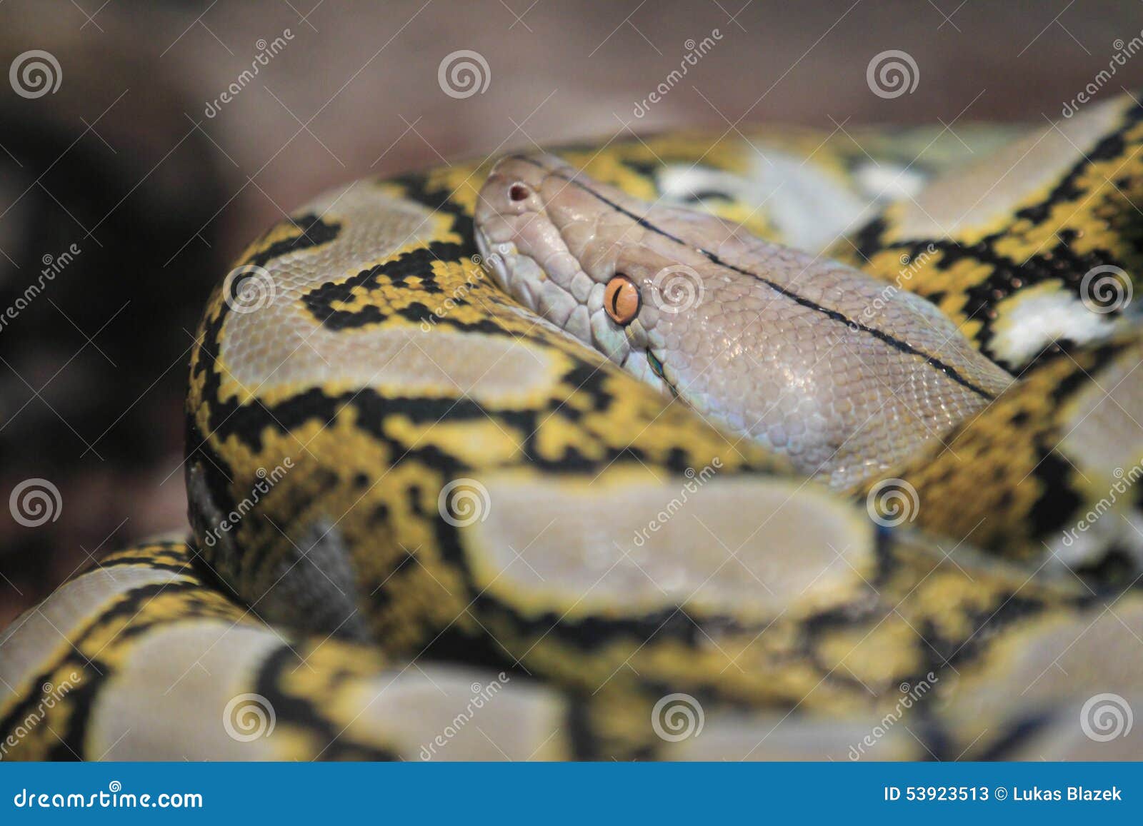 Pitón reticulado imagen de archivo. Imagen de piel, reticulado - 53923513