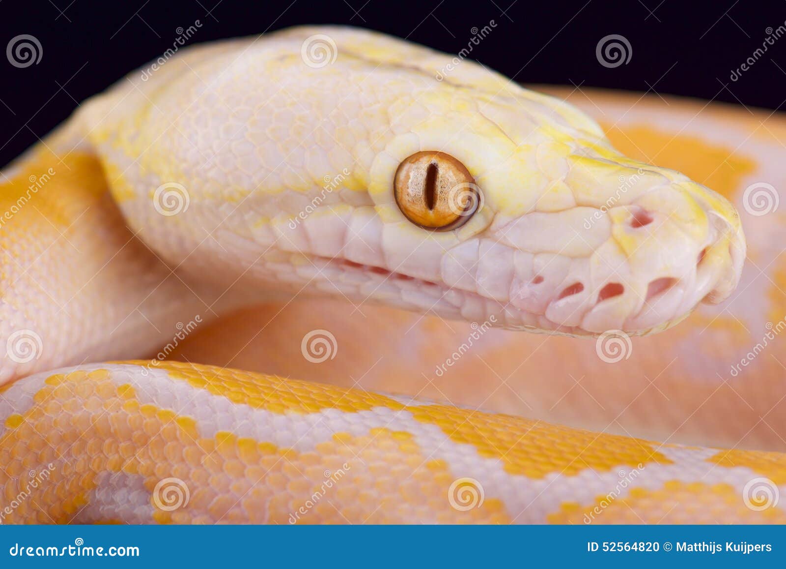 Pitón Reticulado Del Albino (reticulatus De Malayopython) Foto de ...