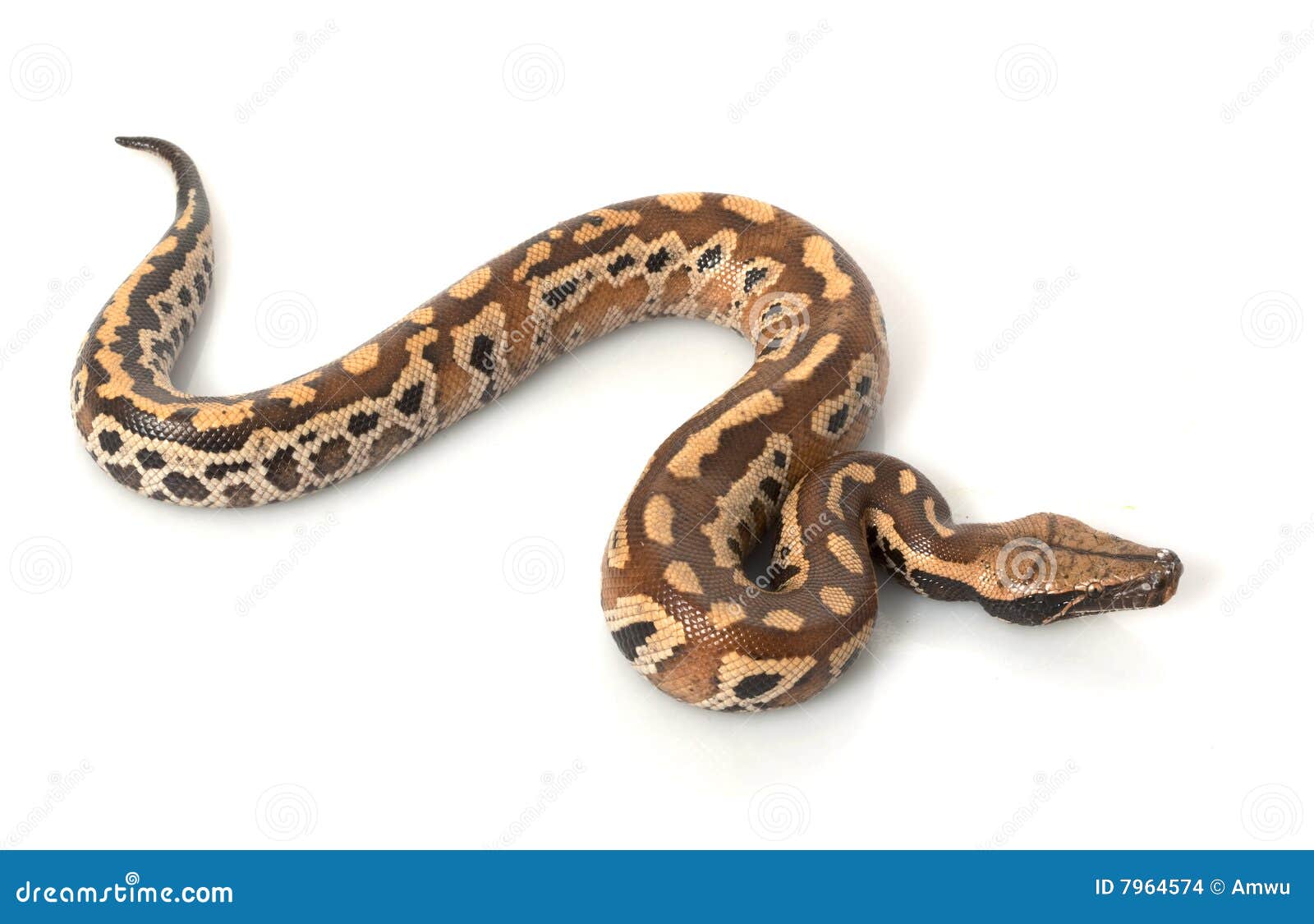 Pitón Rojo De La Sangre De Sumatran Foto de archivo - Imagen de espacio ...