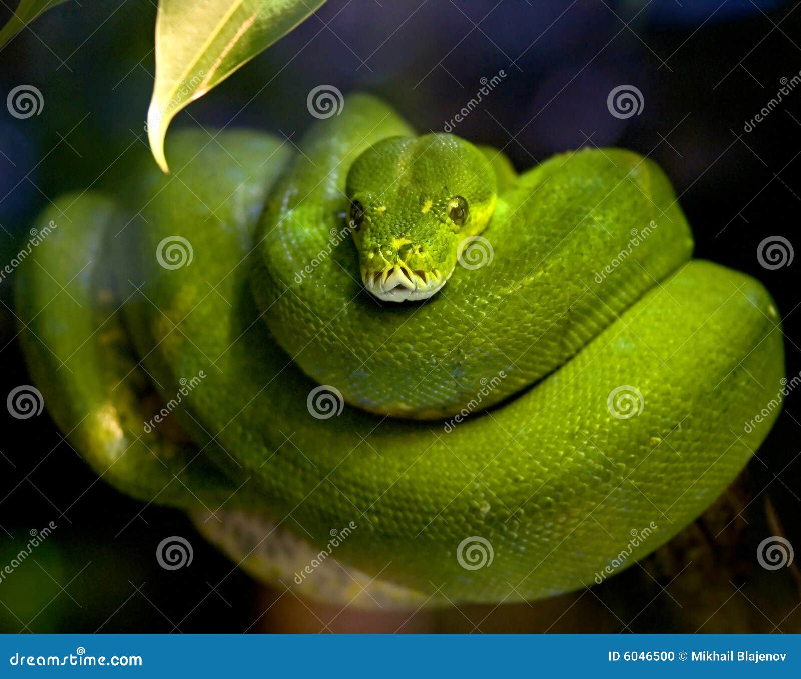 Pitón verde 1 del árbol foto de archivo. Imagen de agradable - 6046500