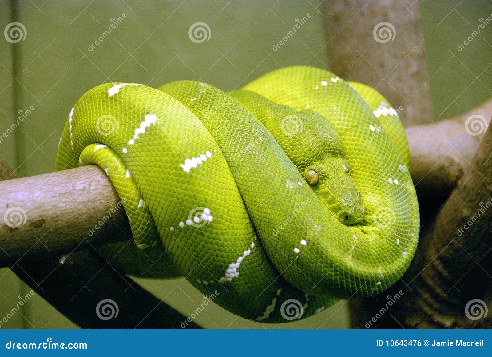 Pitón verde del árbol foto de archivo. Imagen de resto - 10643476