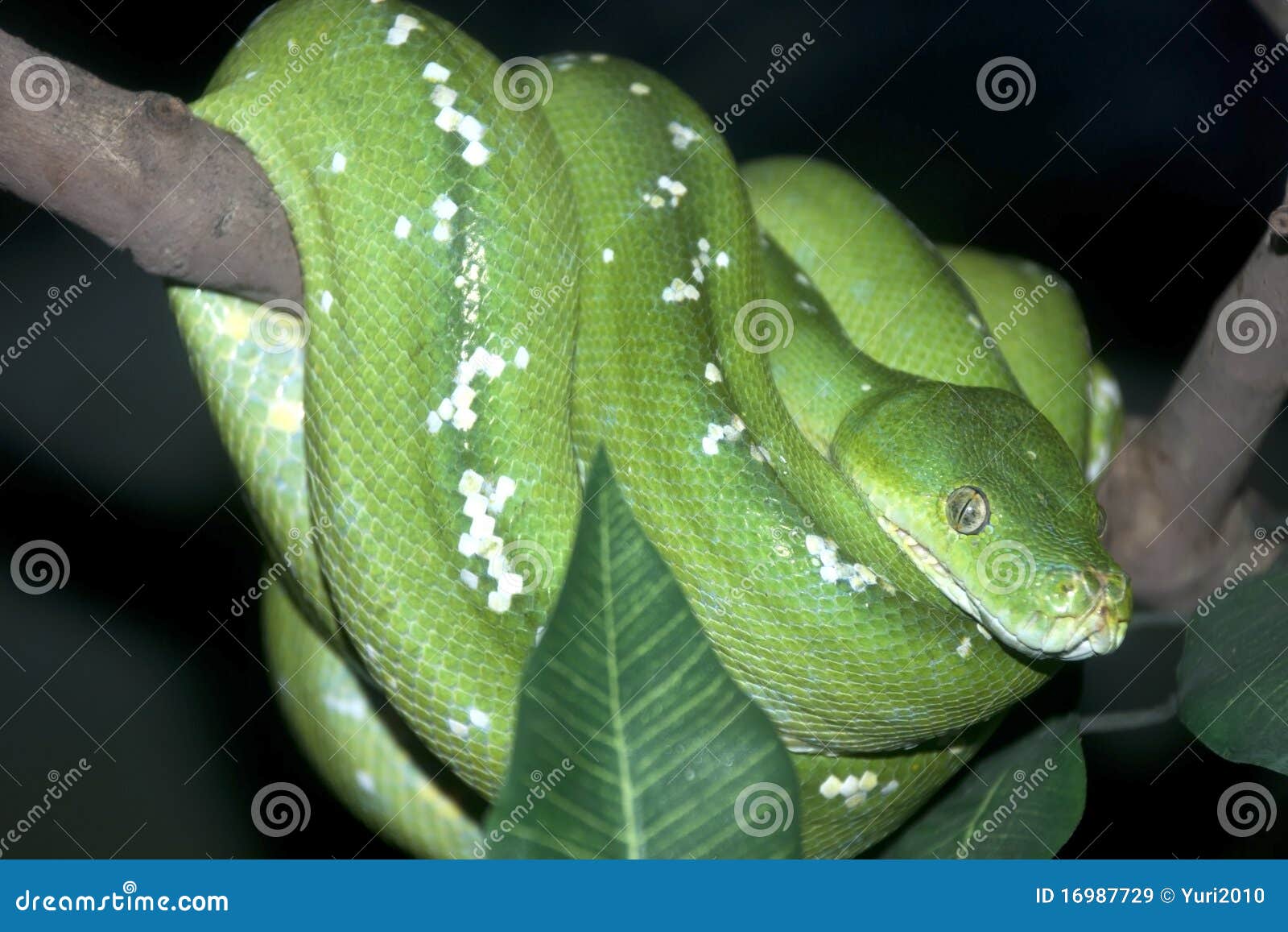 Pitón verde del árbol imagen de archivo. Imagen de serpiente - 16987729