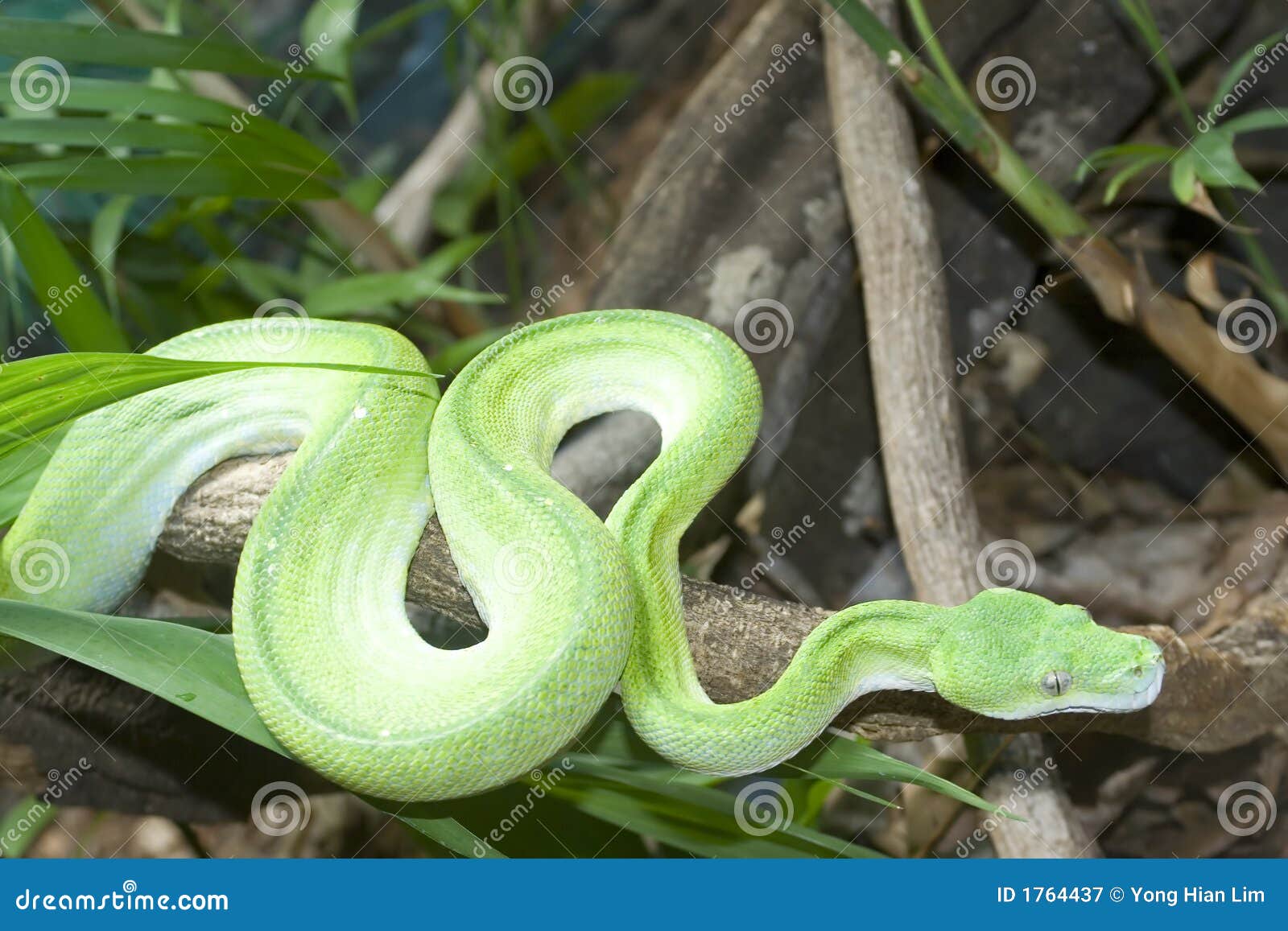 Pitón verde del árbol imagen de archivo. Imagen de abrigo - 1764437